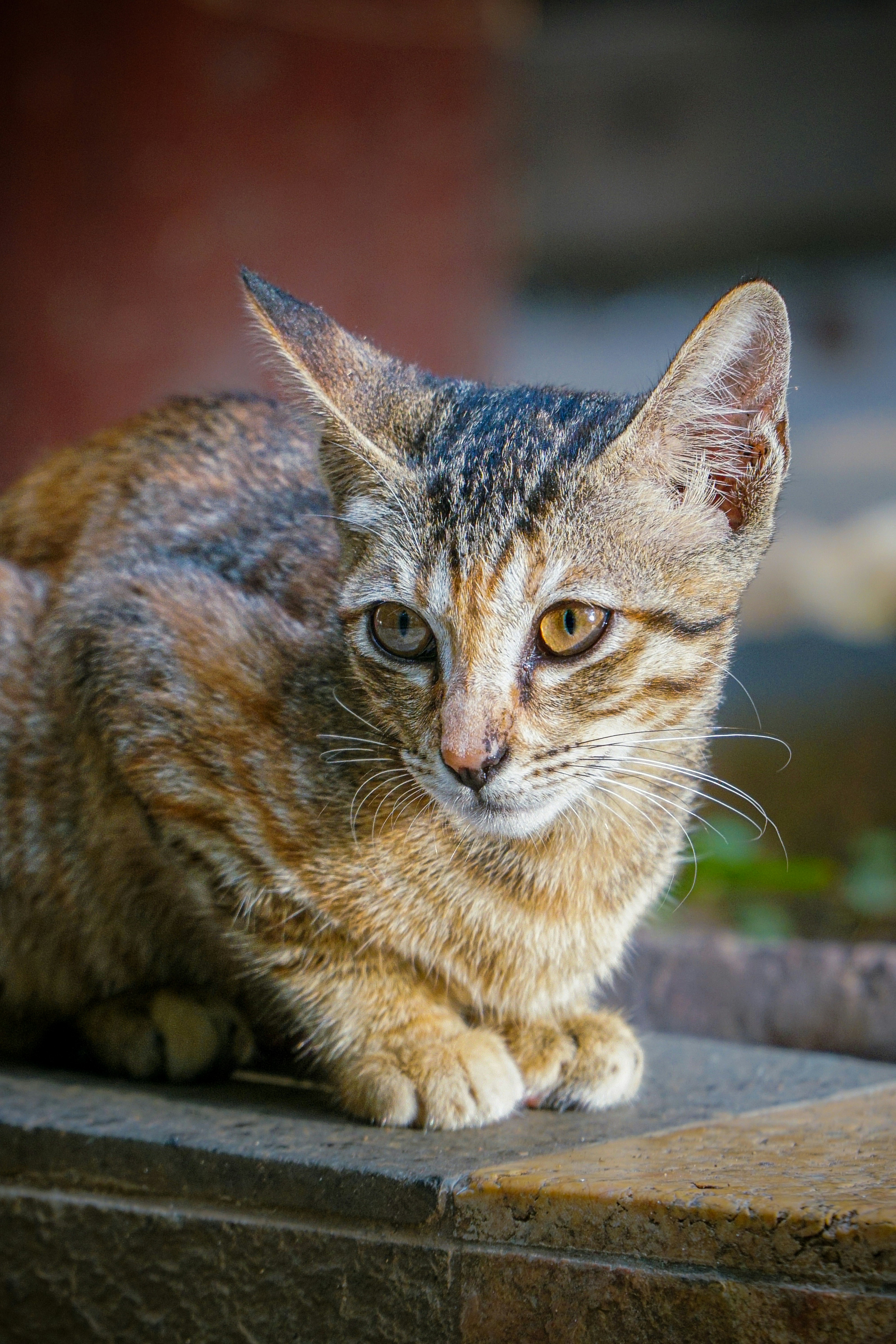 Hidden Gaze: A Cat Quietly Observes Its Surroundings