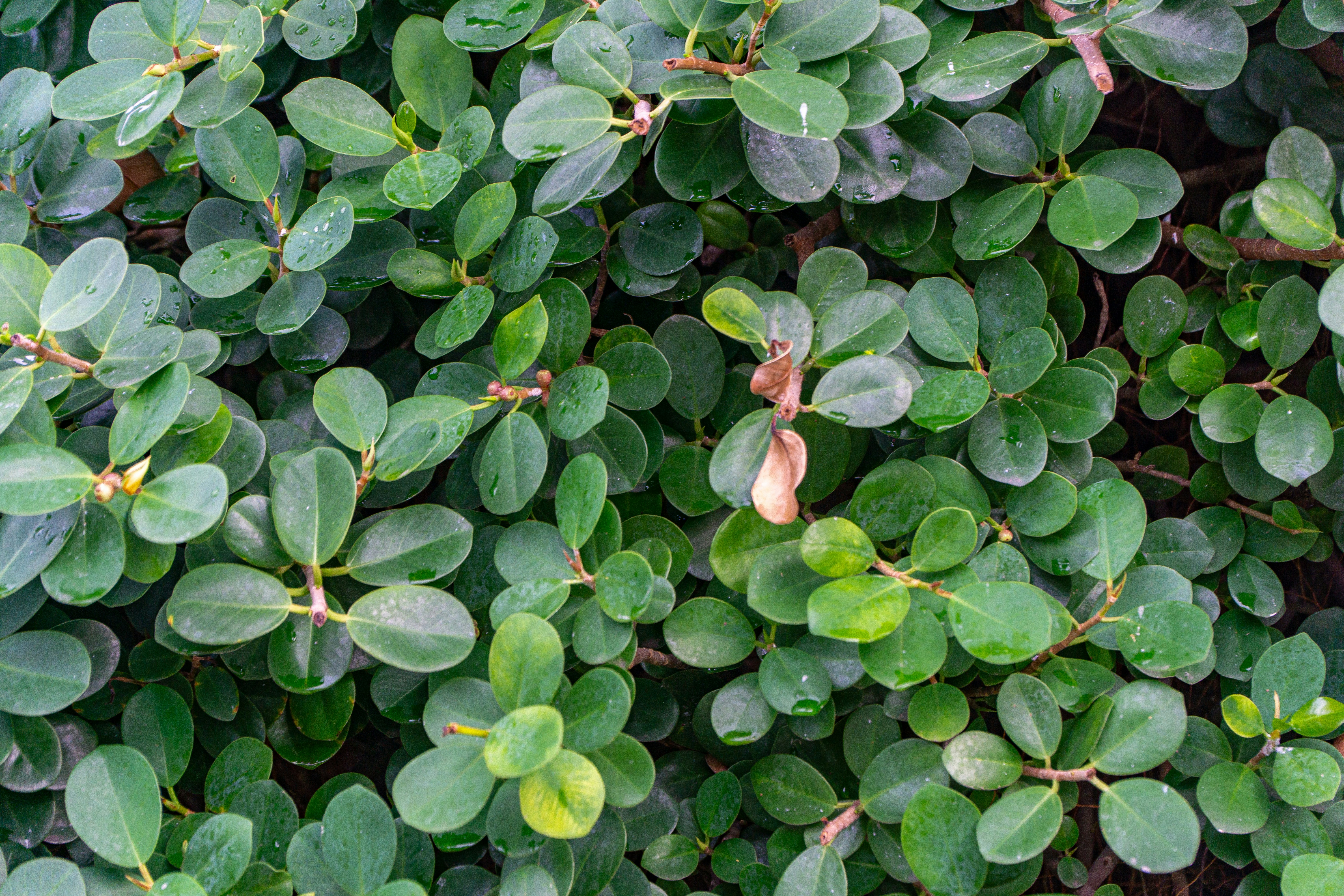 Verdant Carpet: Close-Up of Dense Green Foliage