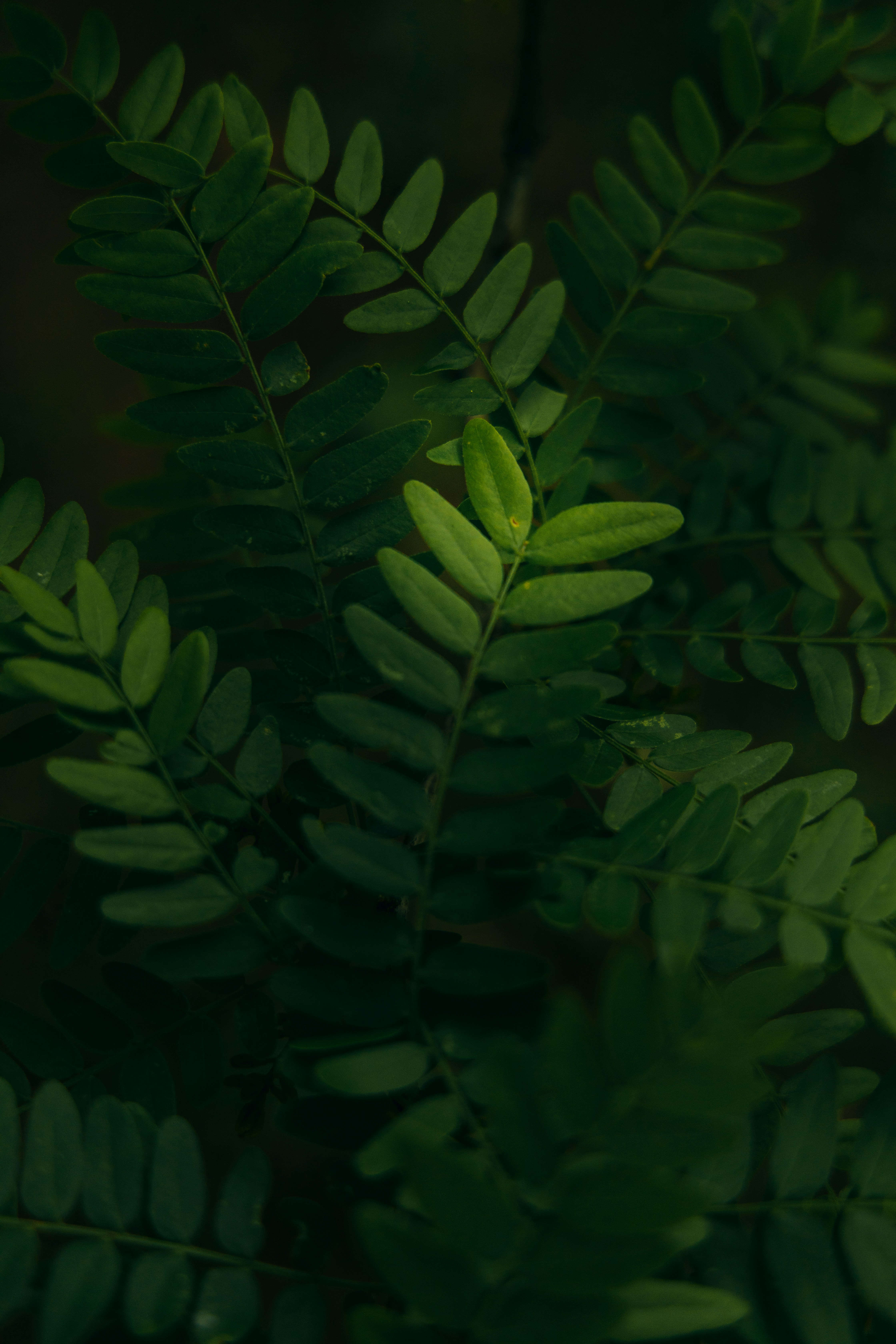 Emerald Frond Close-Up: Hidden Light on Fernlets