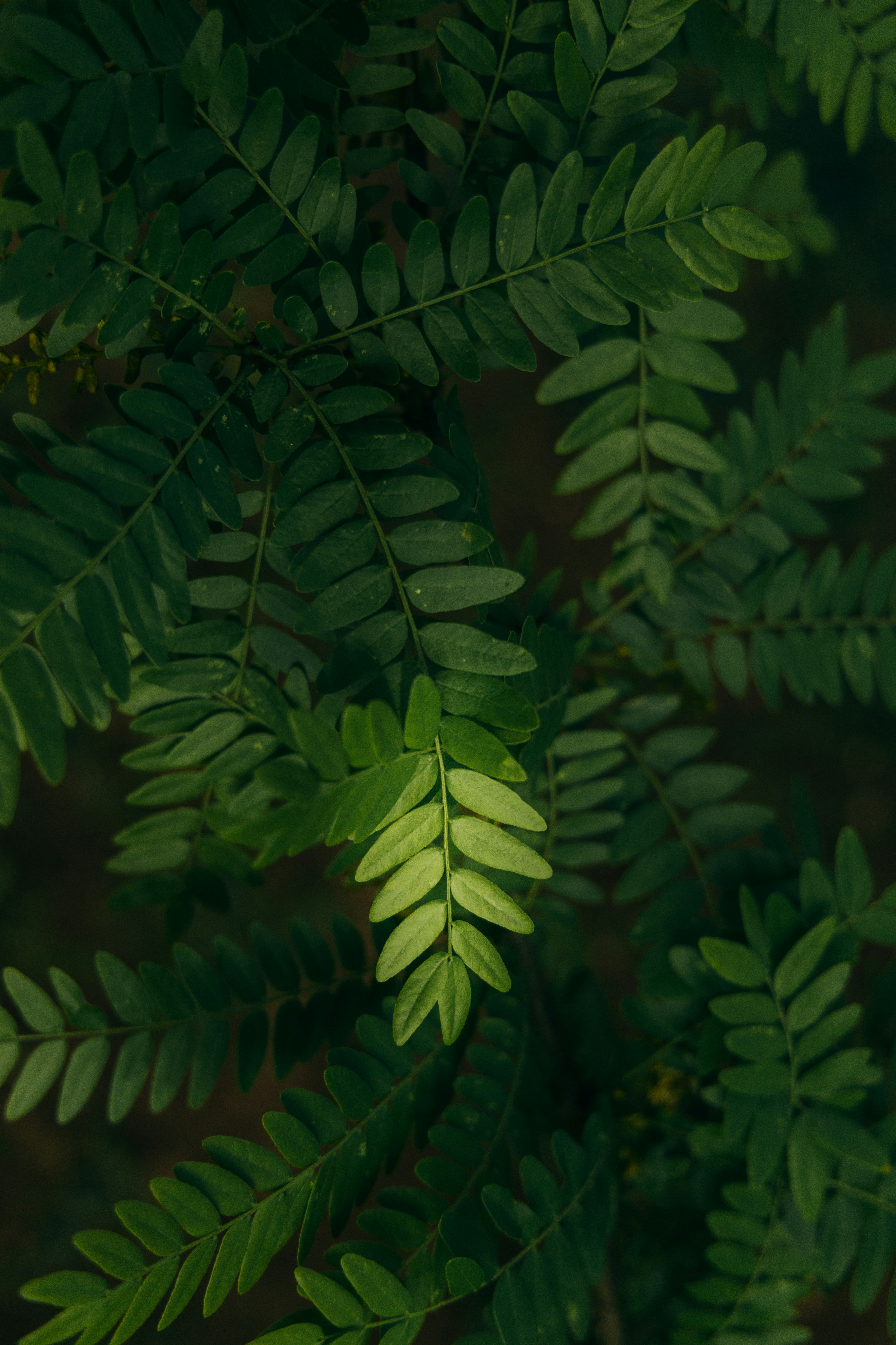 Emerald Ferns: Quiet Study of Leaflet Light and Shadow