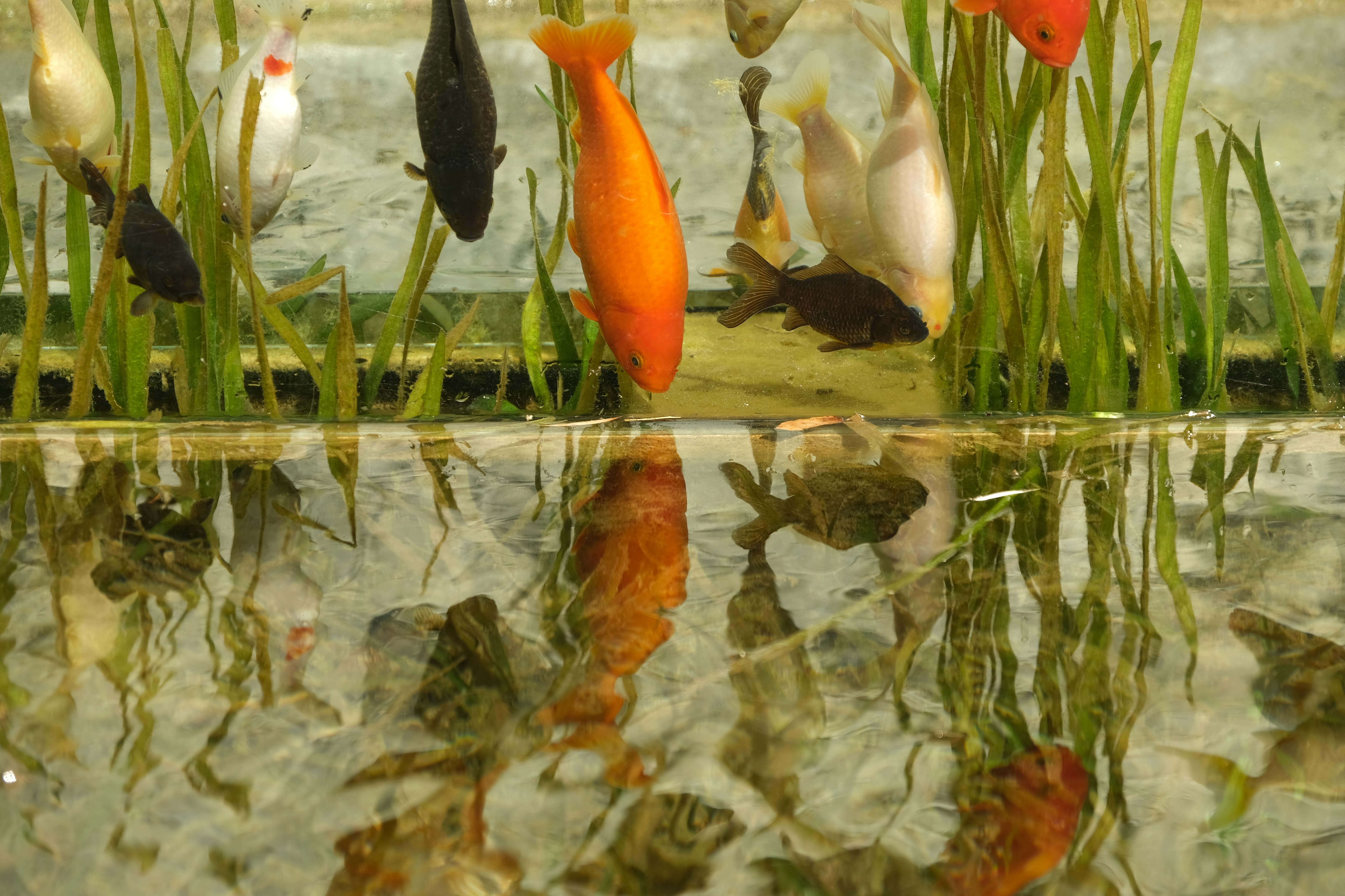 Koi Parade at Glassy Edge