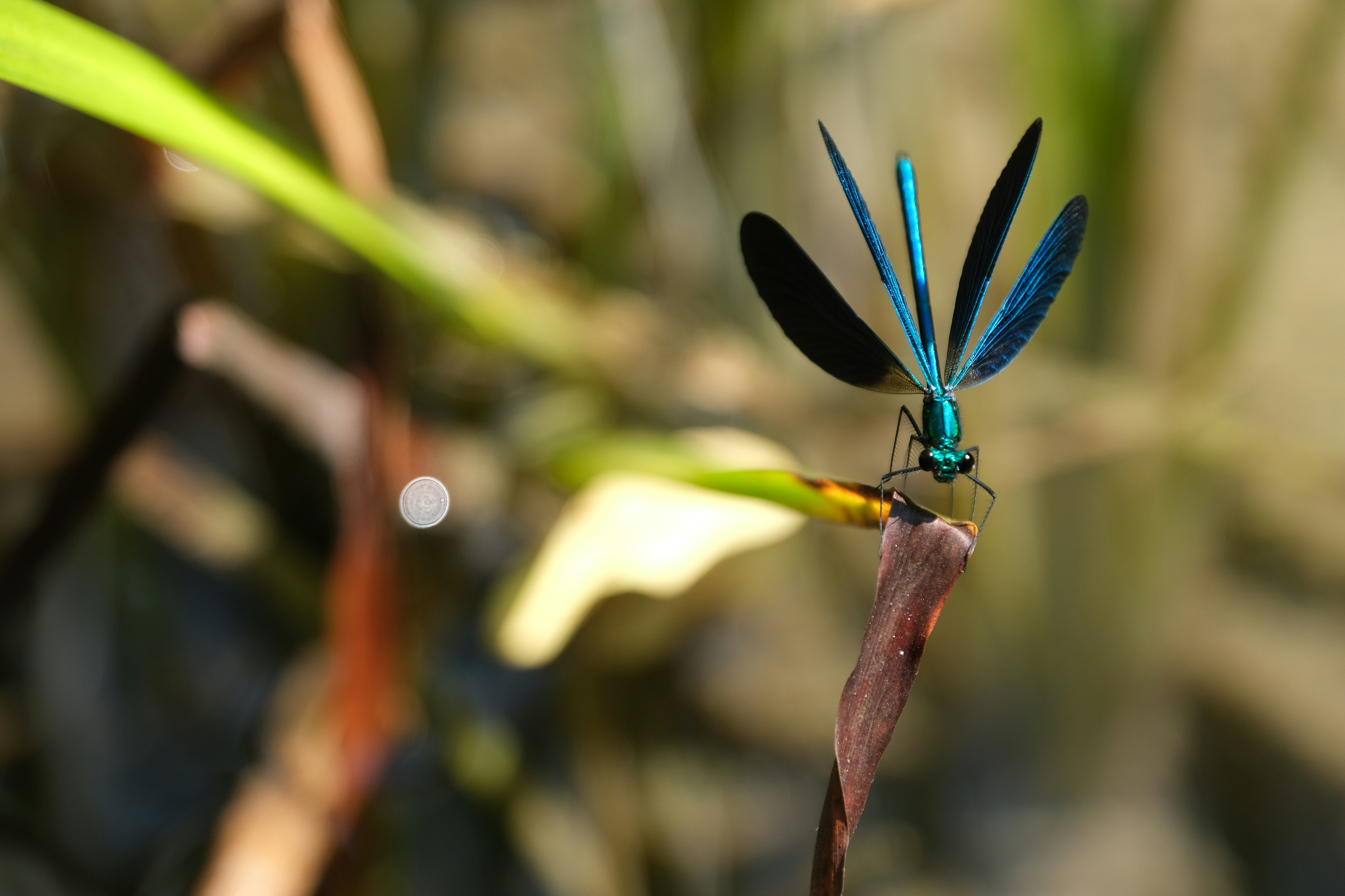 Verdigris Wings: a Blue Dragonfly Balancing on a Twig