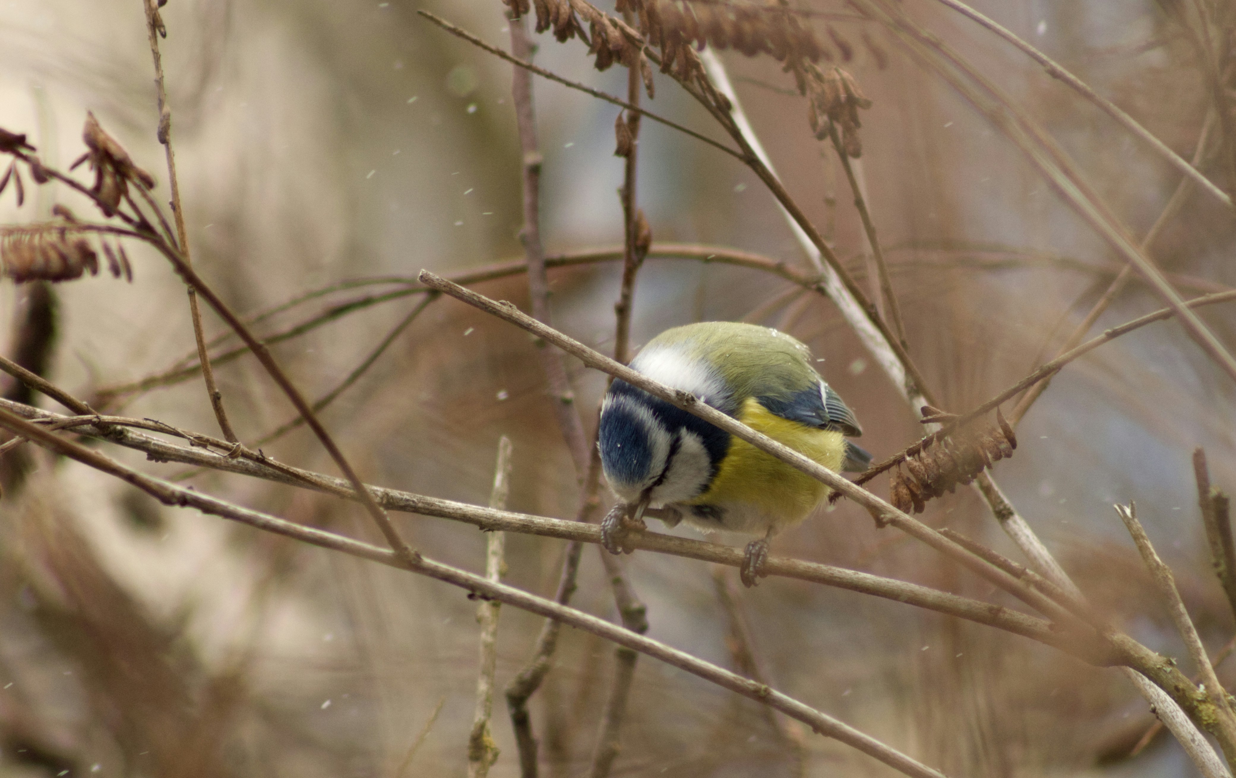 Yellow-breasted Feathered Surreptition: A Tiny Finch in Reeds