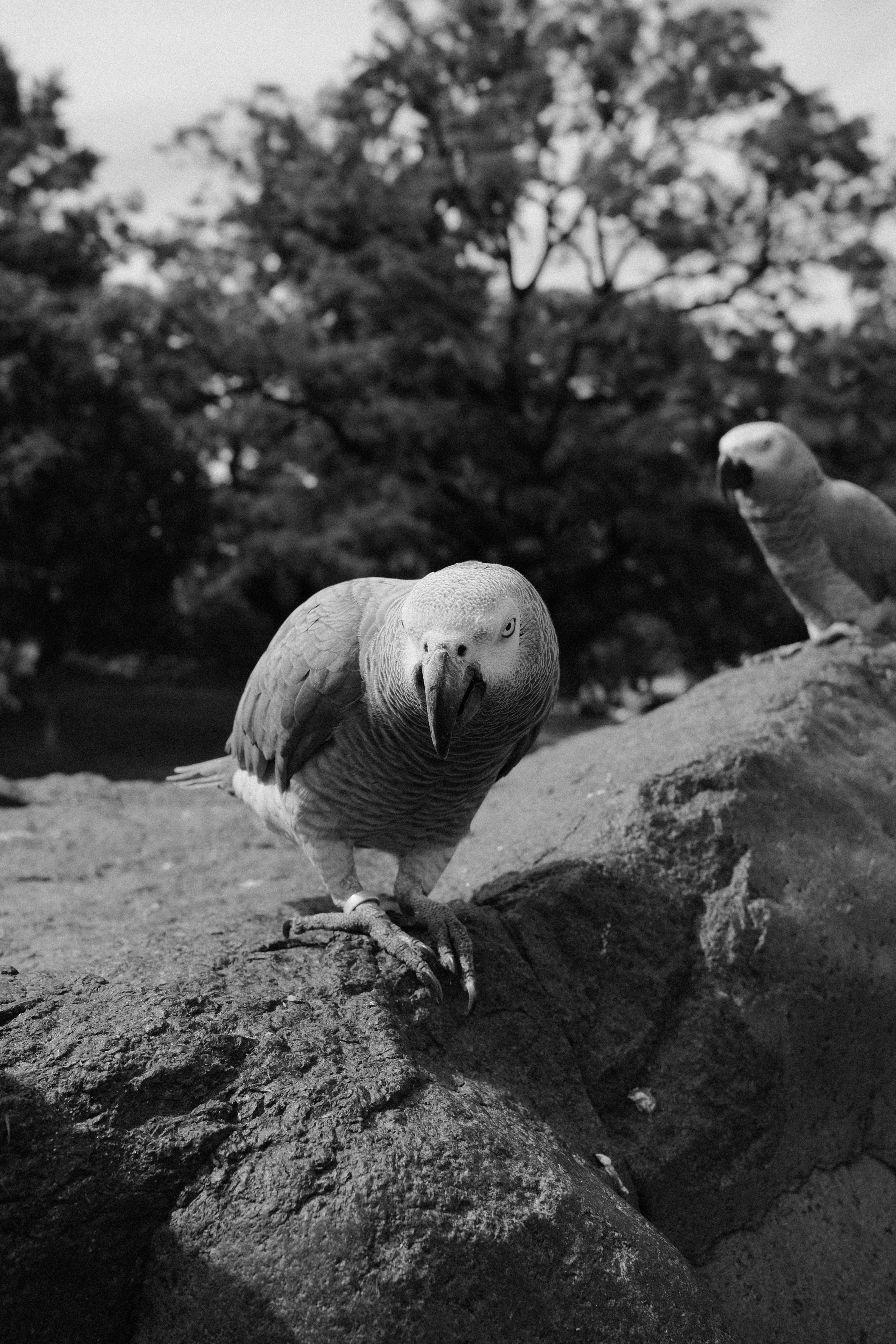 Curious Gaze on the Rock: A Vantage of Raptors