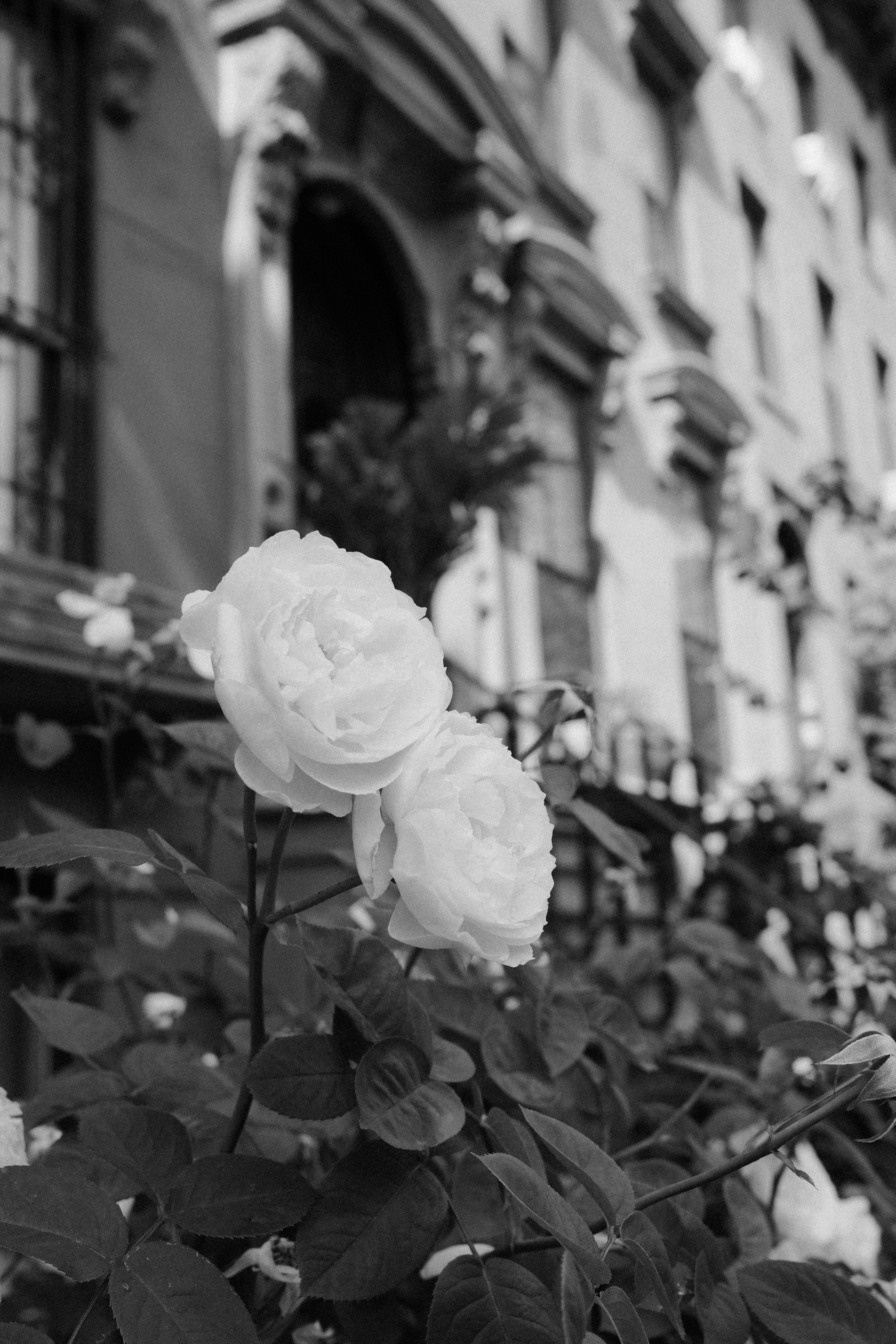 Urban White Roses: Soft Focus Amidst a City Façade