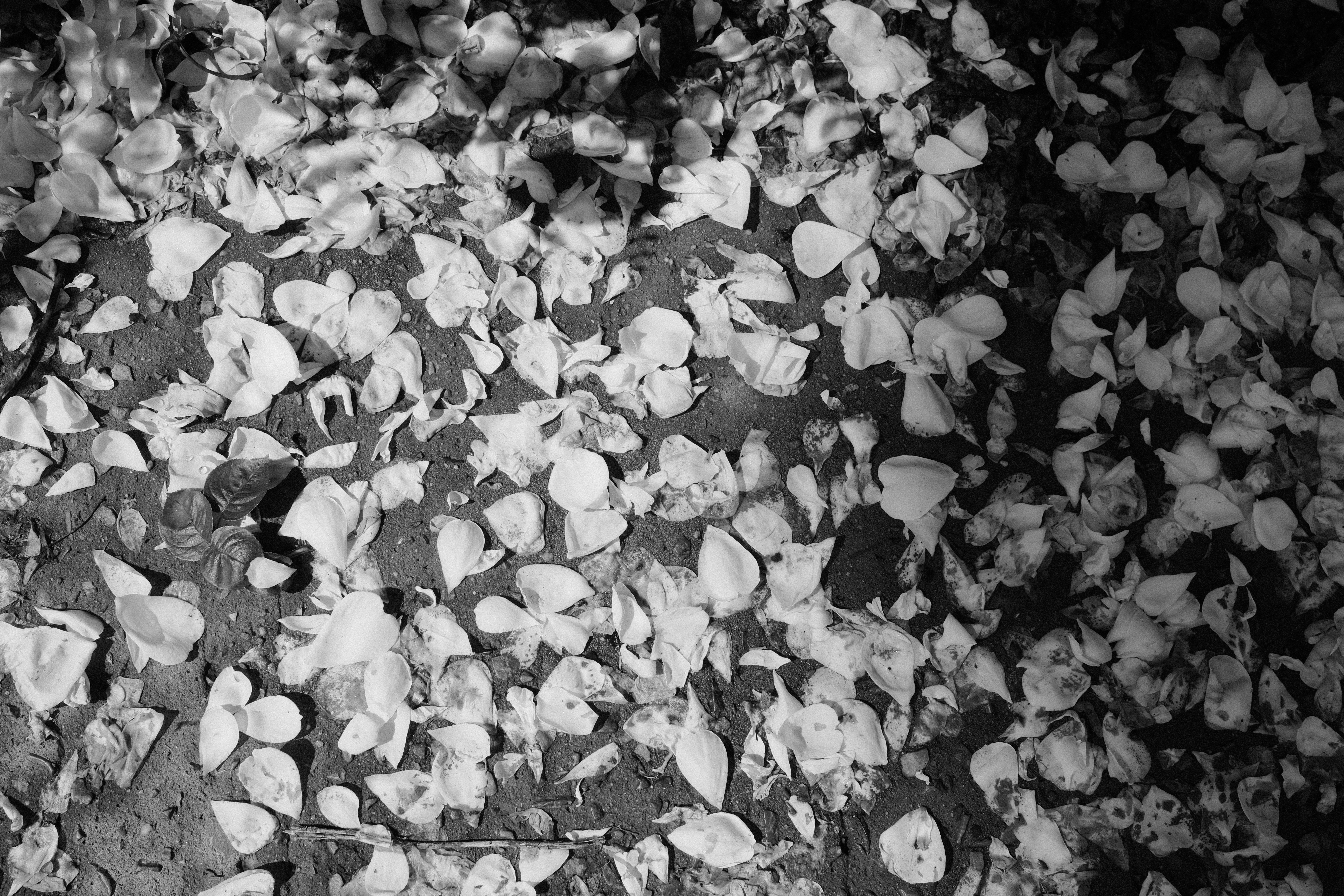 Shadowed Ground: A Quiet Scatter of Leaves