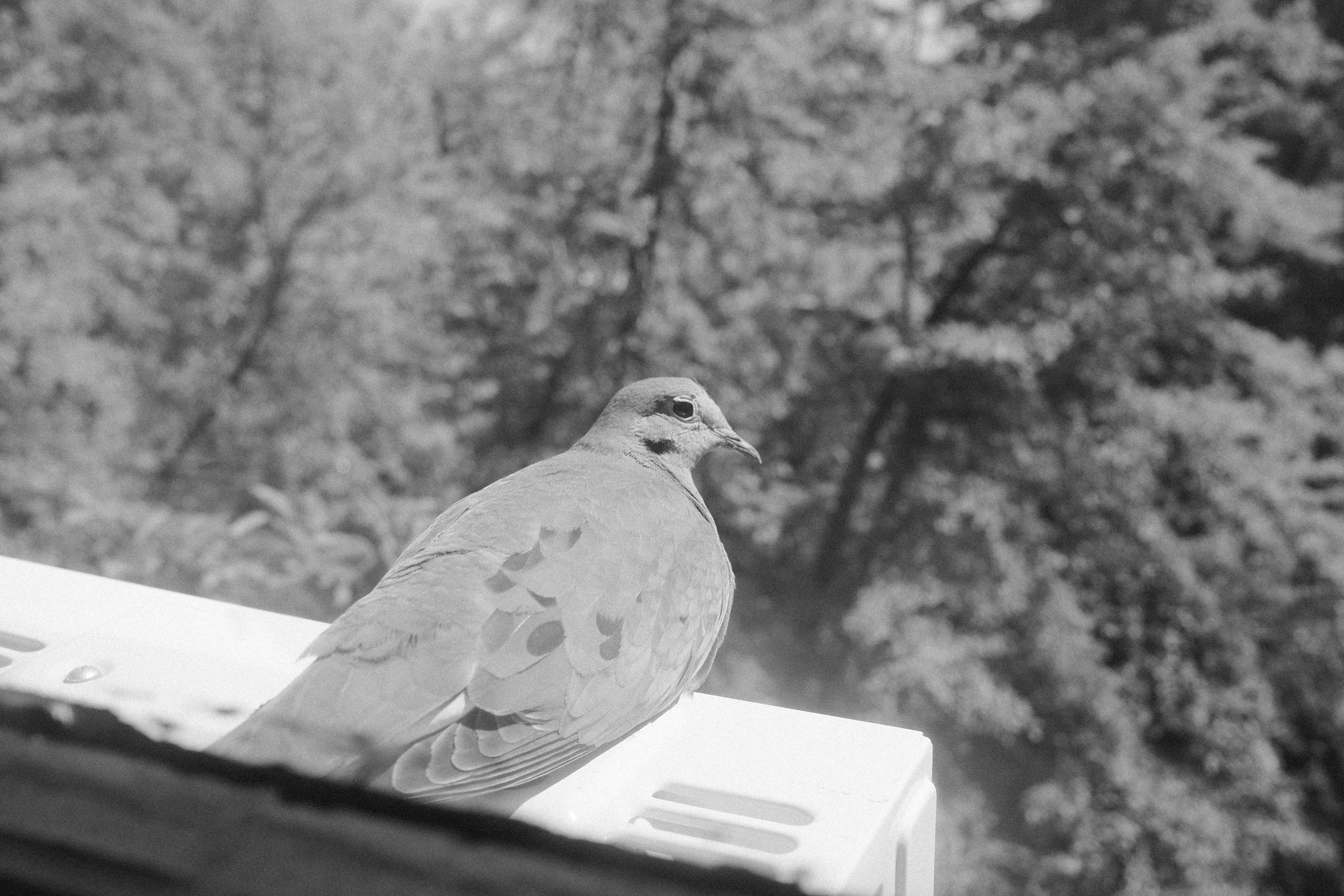 Pigeon on a Quiet Rooftop: Black-and-White Moment