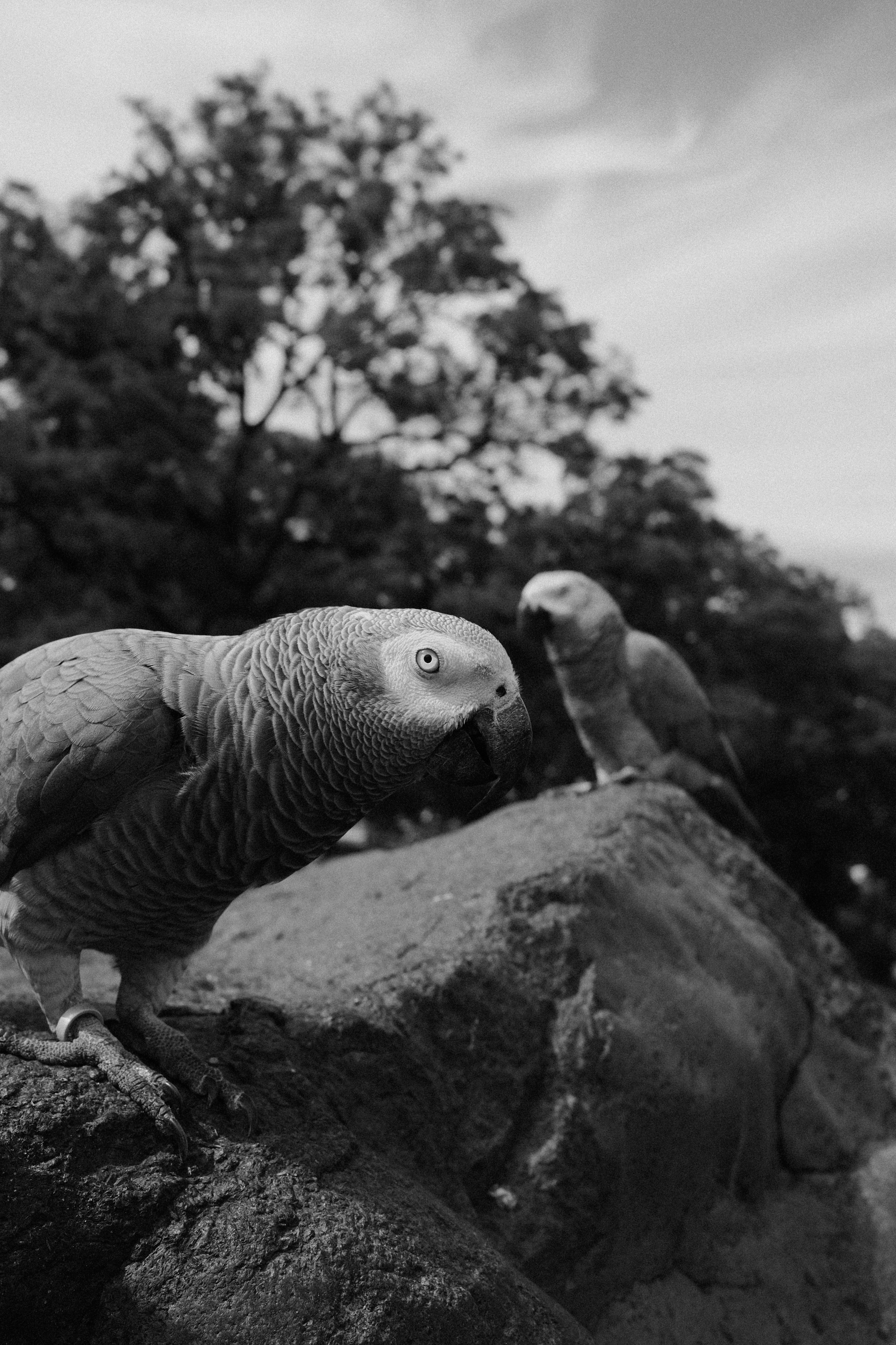 Close encounter on the rock: African grey parrots in monochrome