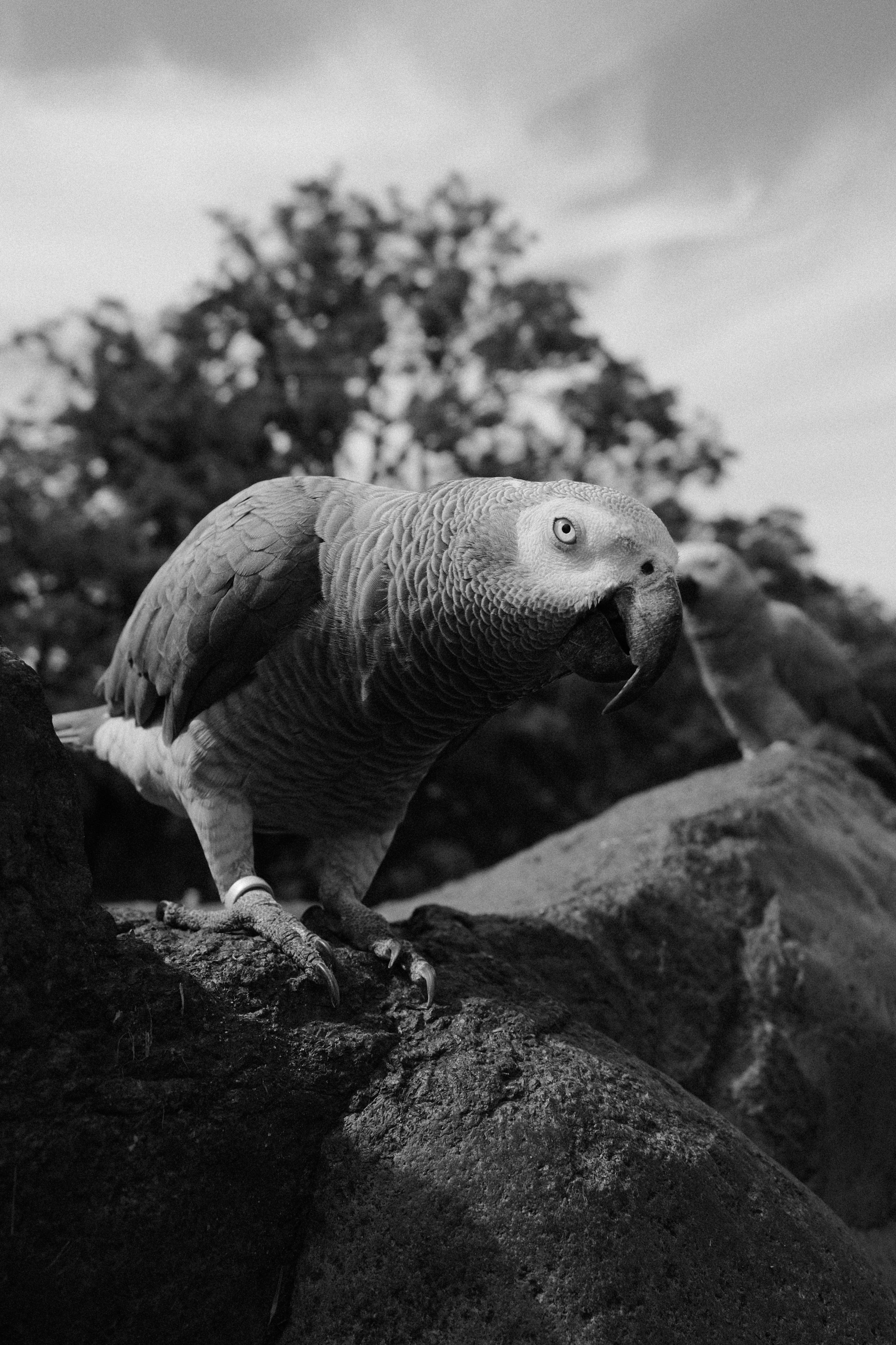 Granite Gaze: An African Grey Patrolling the Ridge