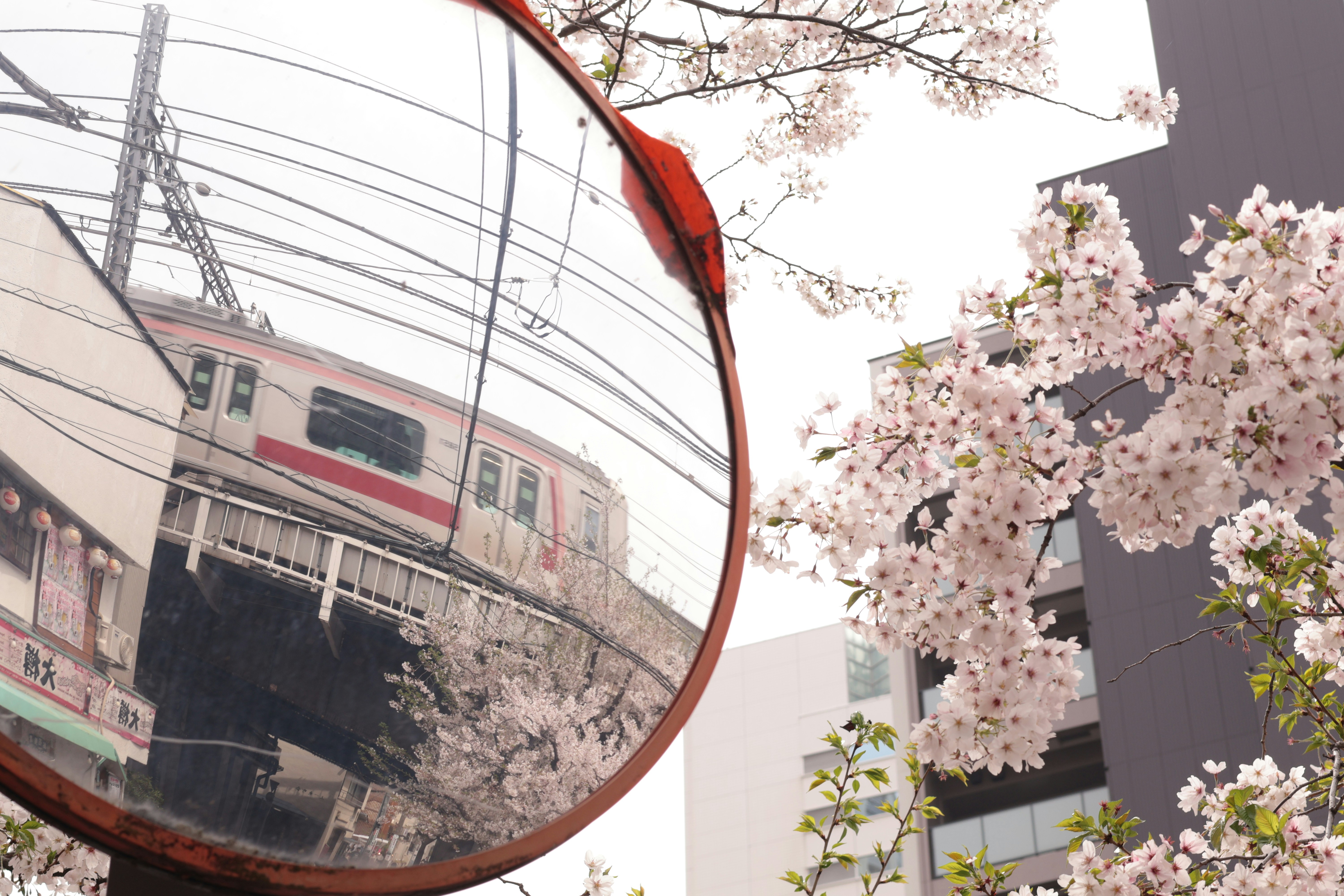 Circular Reflection: Train in Bloom