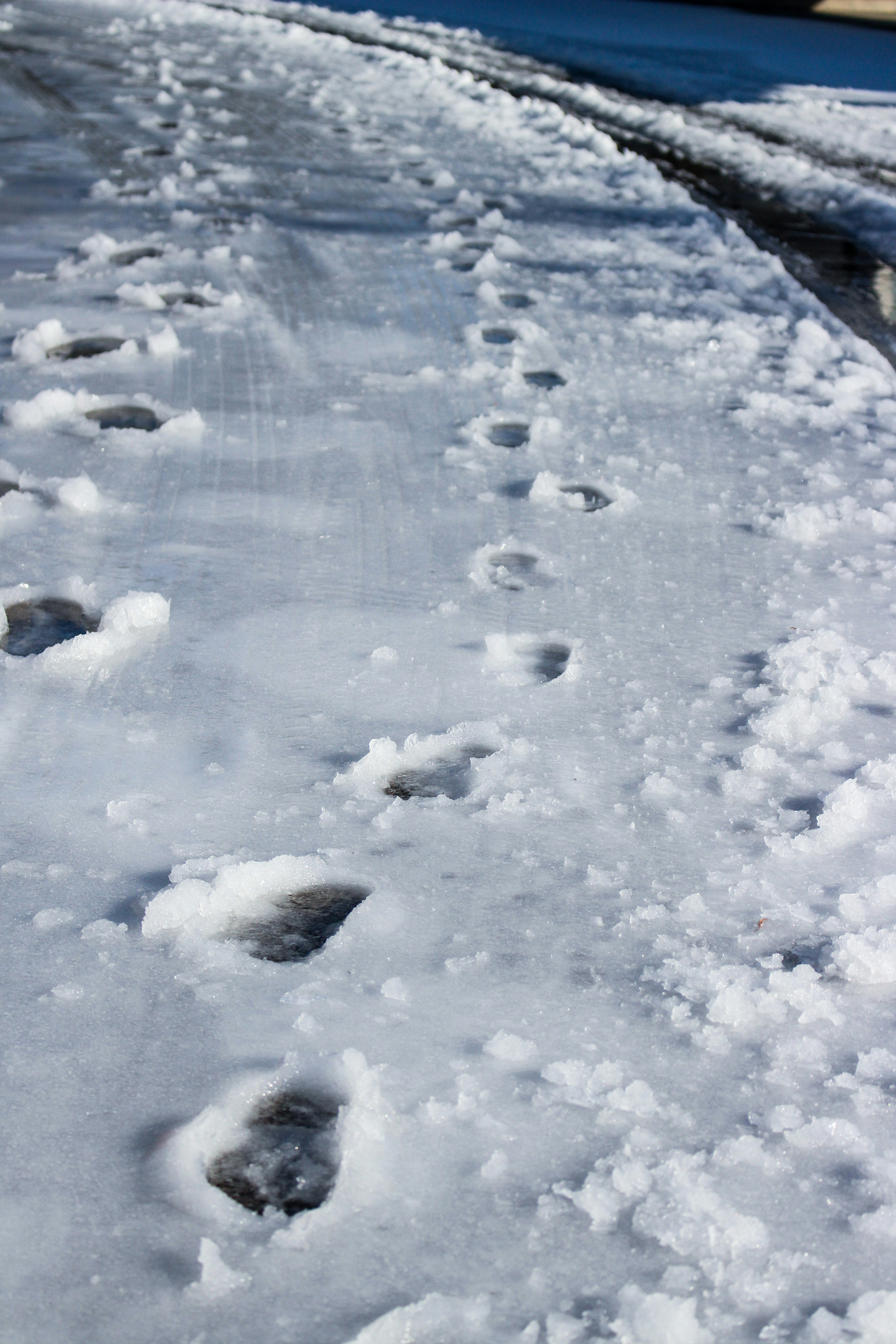 Footprints Keep Time on Snow: A Quiet Track Ahead