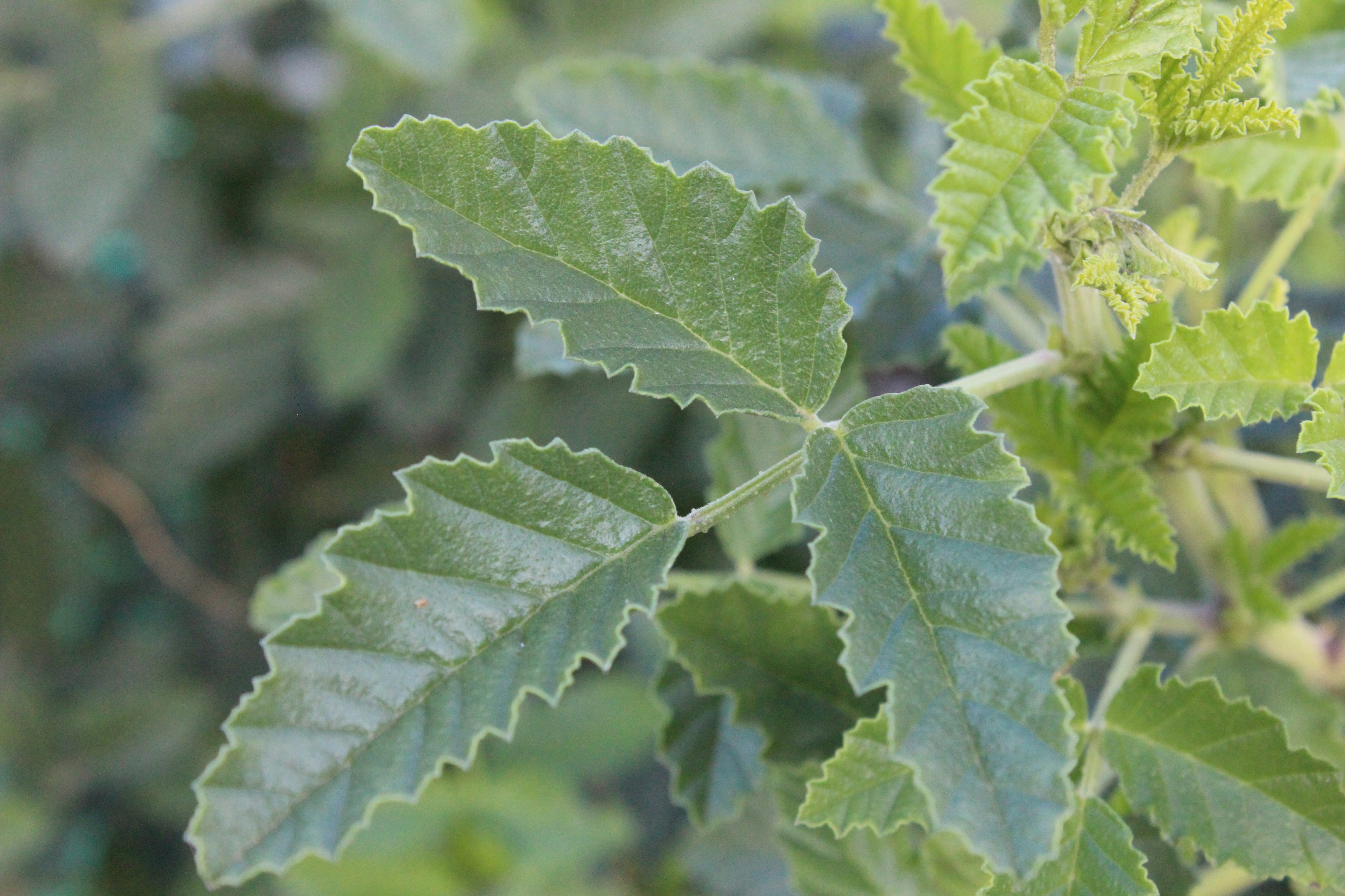 Close-up of serrated green leaves with dew-like texture