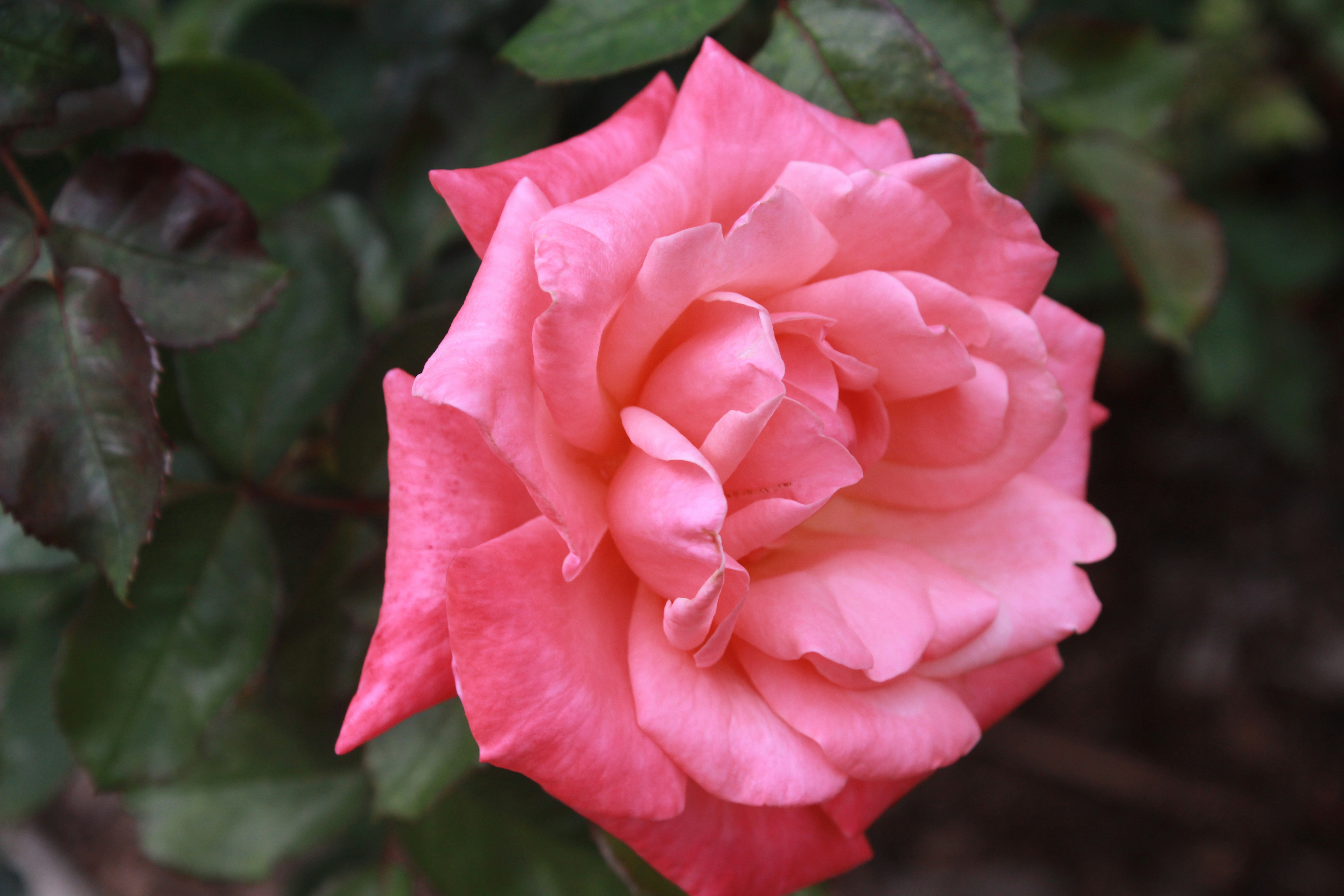 Rosy Core: a close-up of a pink bloom with velvet petals