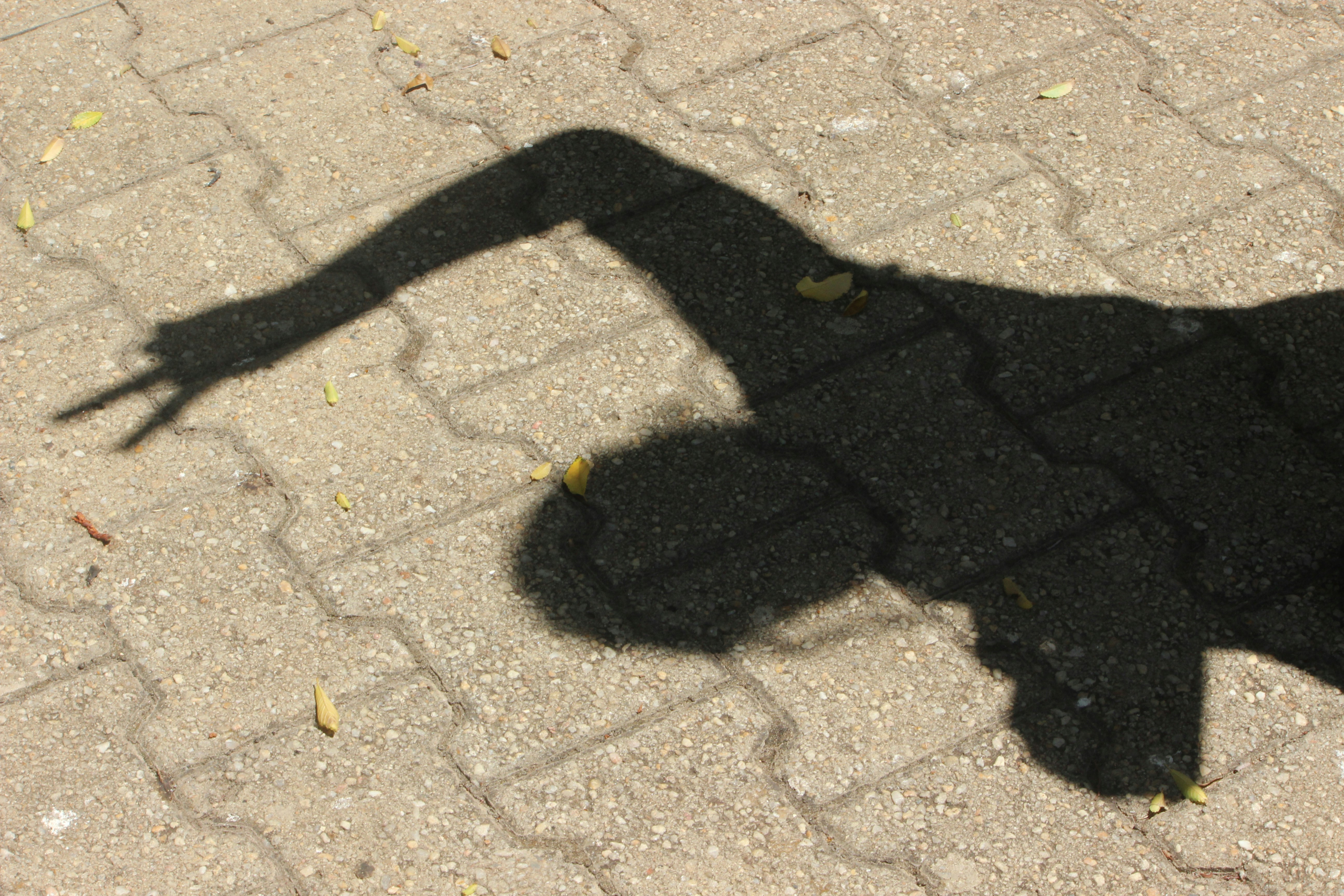 Shadow Puppets: A Hand-Wielded Echo of Daylight