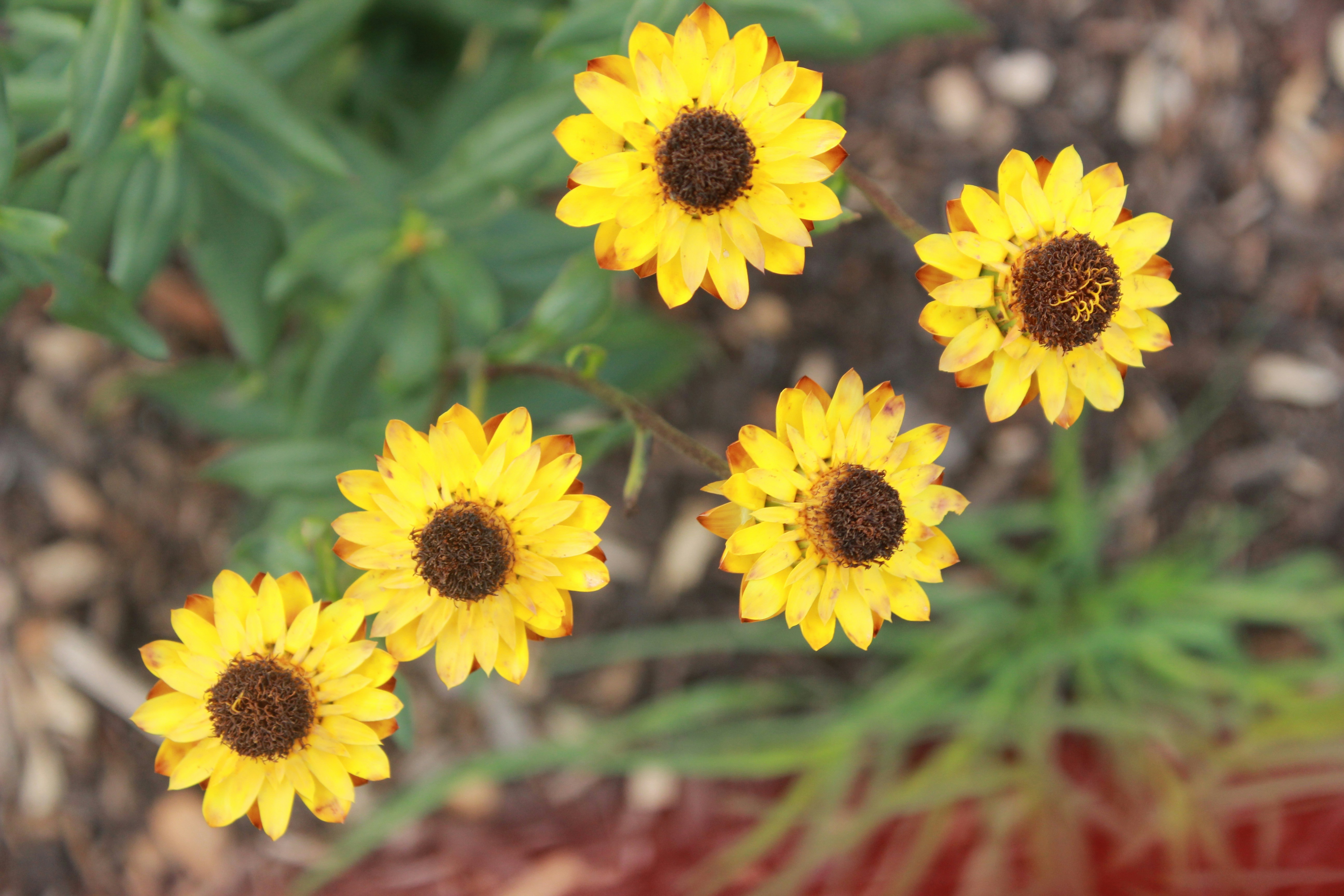 Yellow daisies radiating sunshine in a garden bed