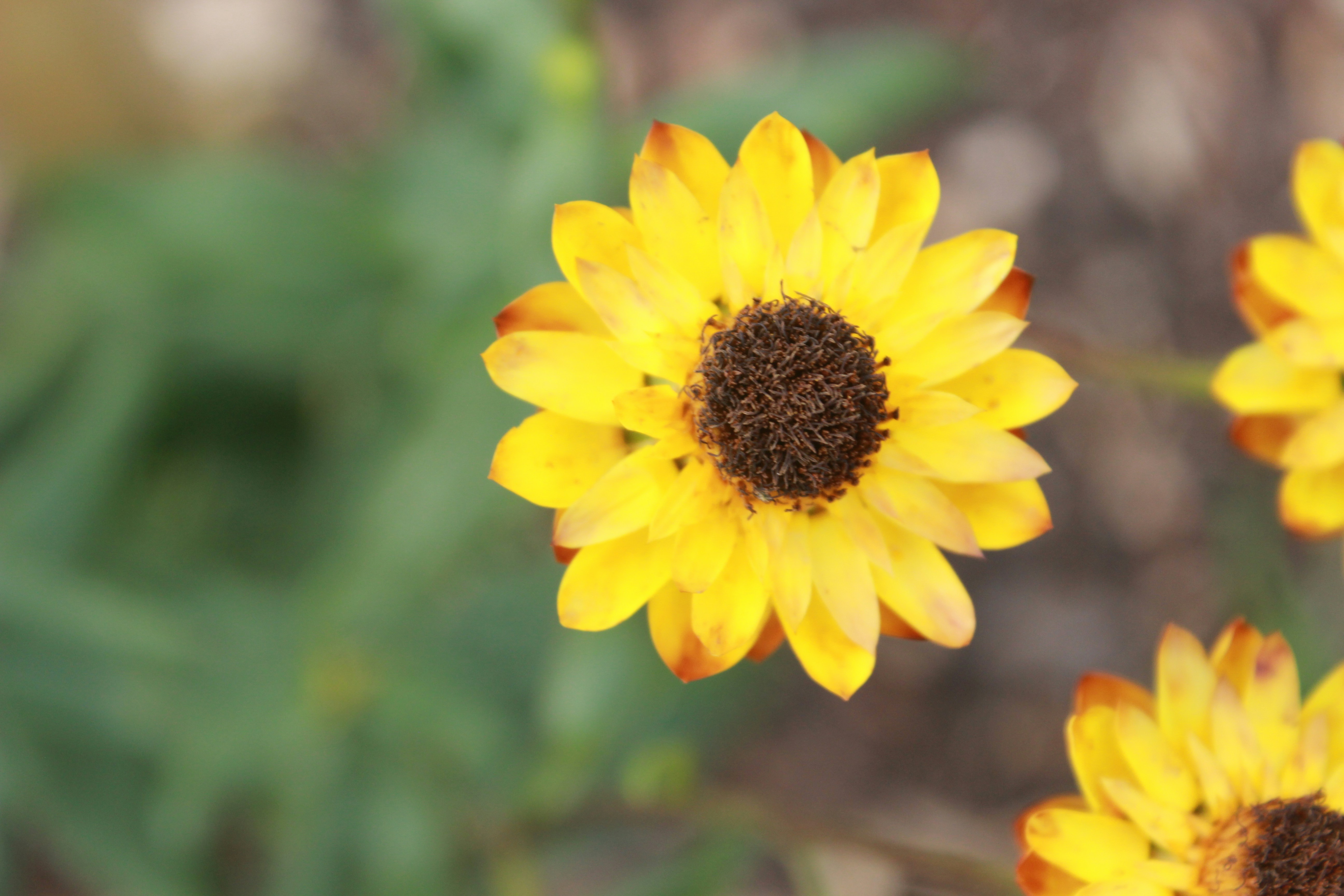 Solar Burst: Sunflower Center in Soft Focus Field