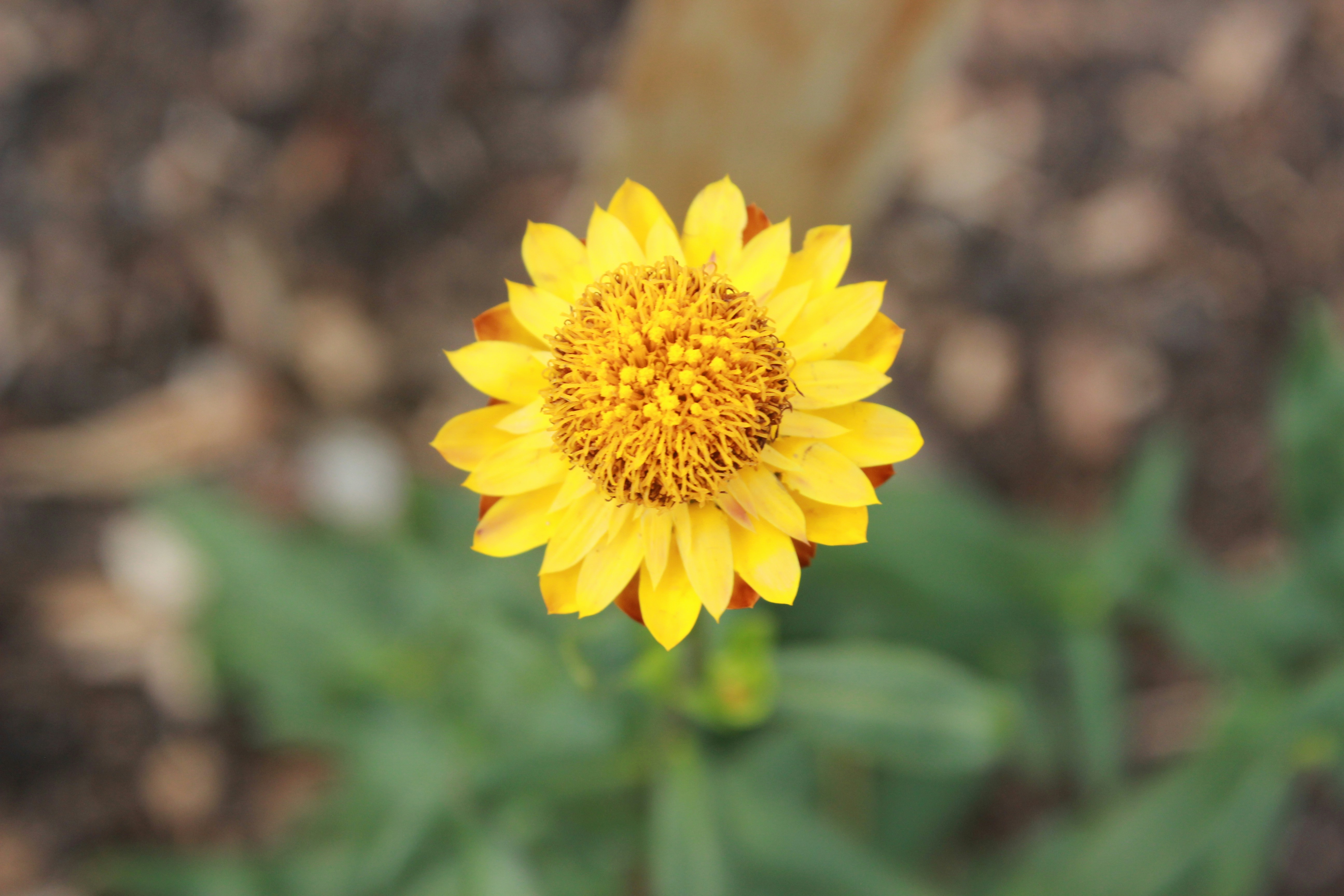 Sunlit Yellow Blossom Centered in Soft Focus Garden Bed