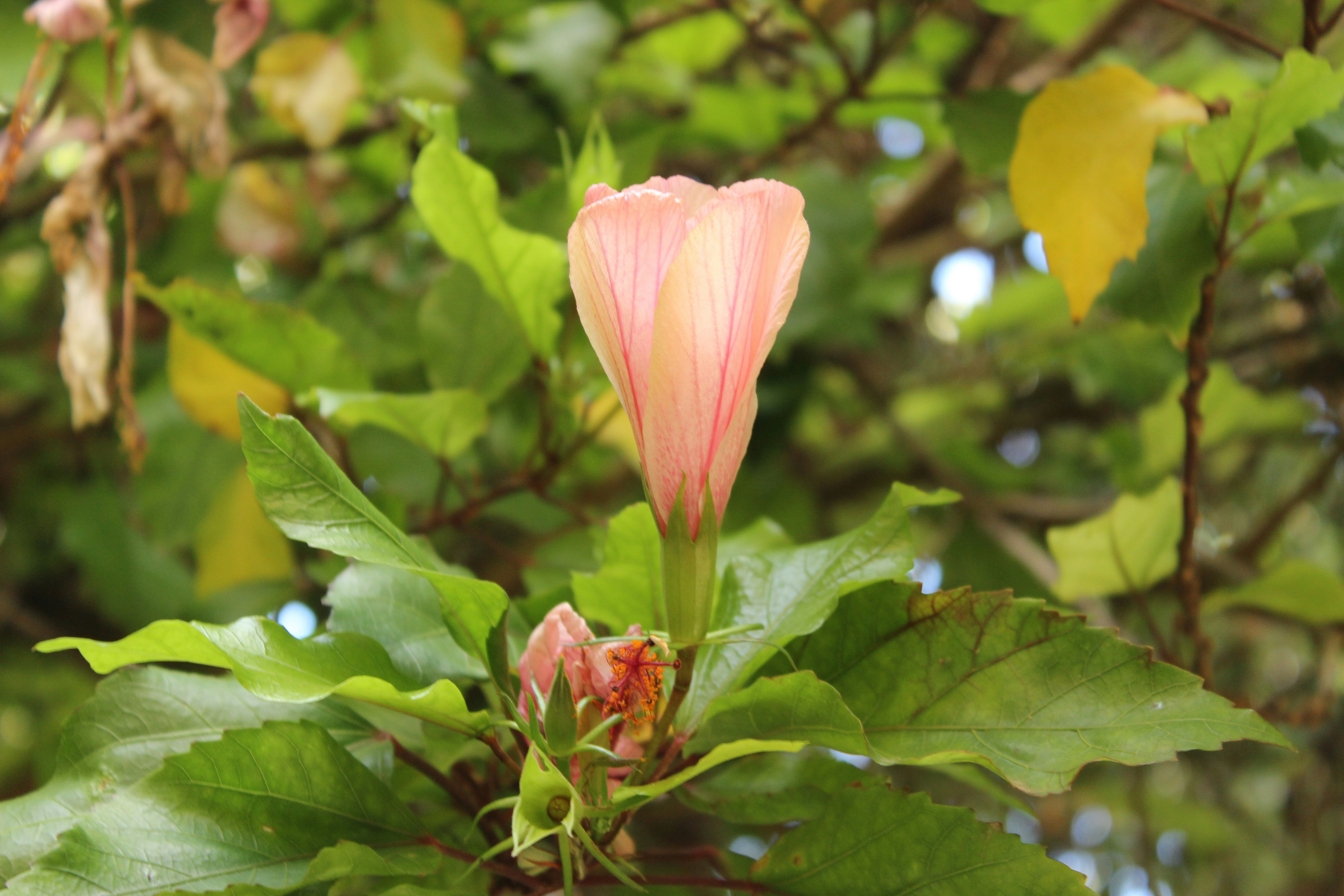 Pink Bud Emergence: A Delicate Blossom Peeks Through Green Veil