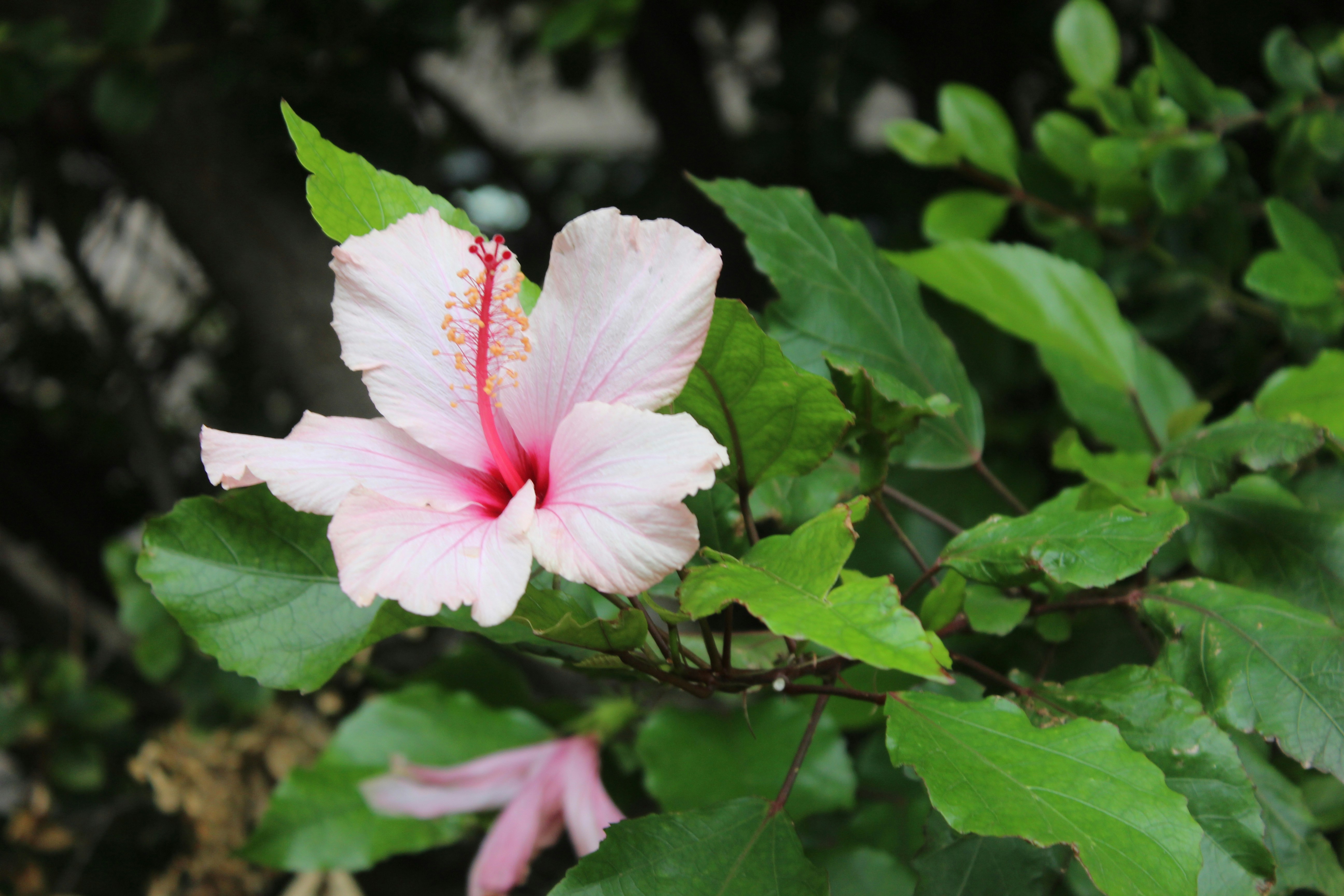 Blush Hibiscus at the Edge of Shade