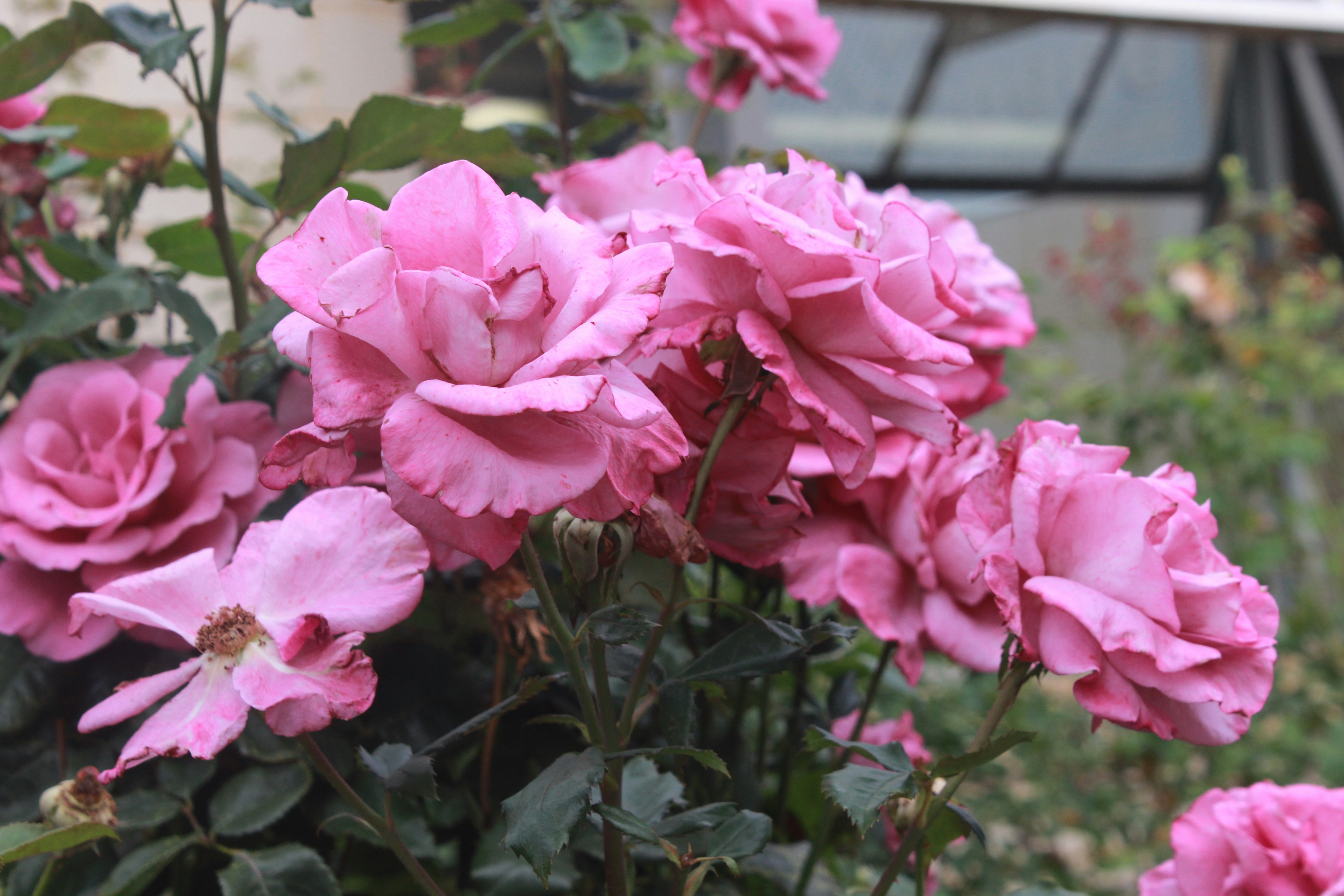 Pink Rose Cascade Against a Glasshouse Backdrop