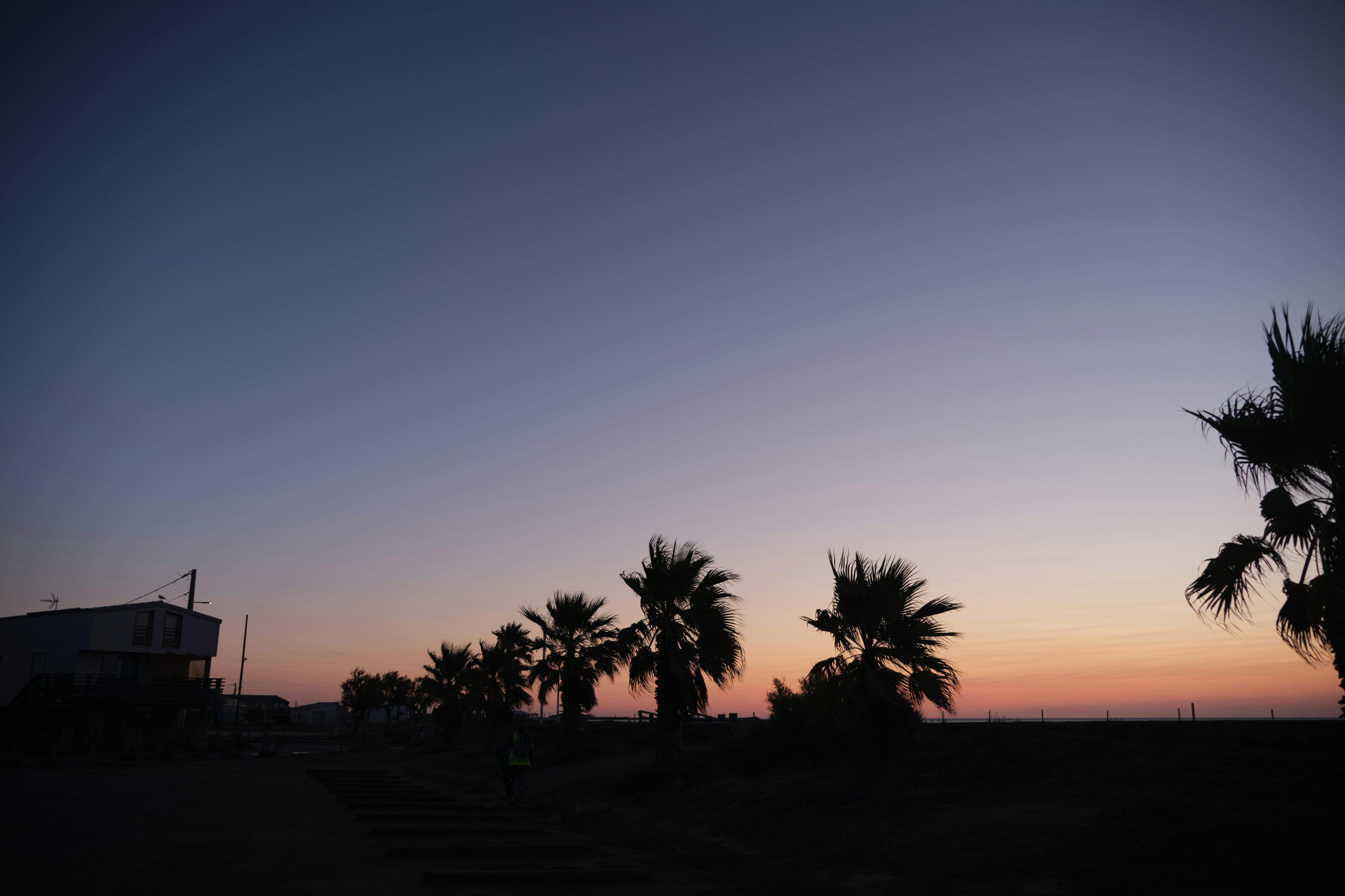 Twilight Row: Silhouettes of Palm Trees Drawn Across a Quiet Seaside
