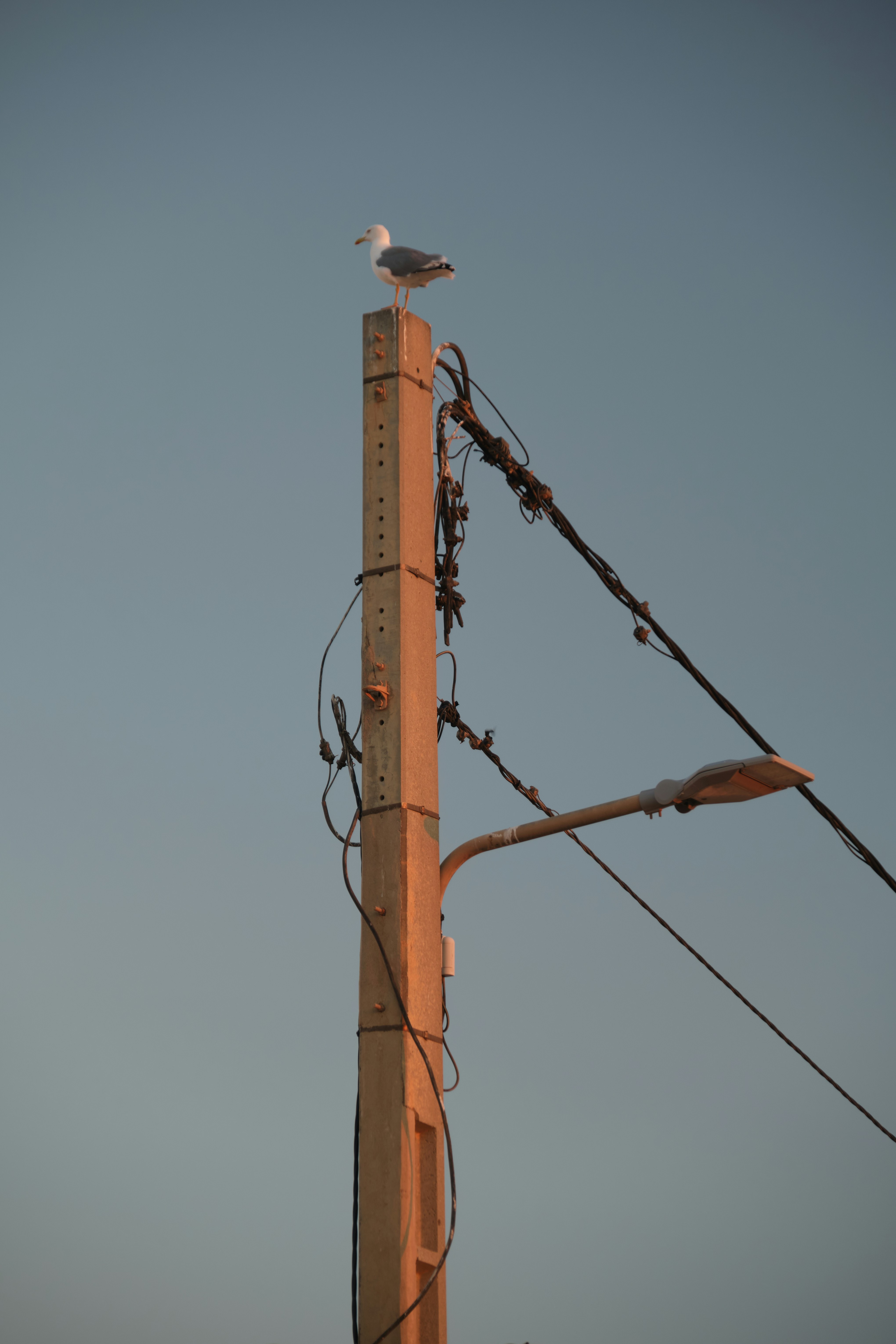 Seagull Sentinel on a Patched Pole