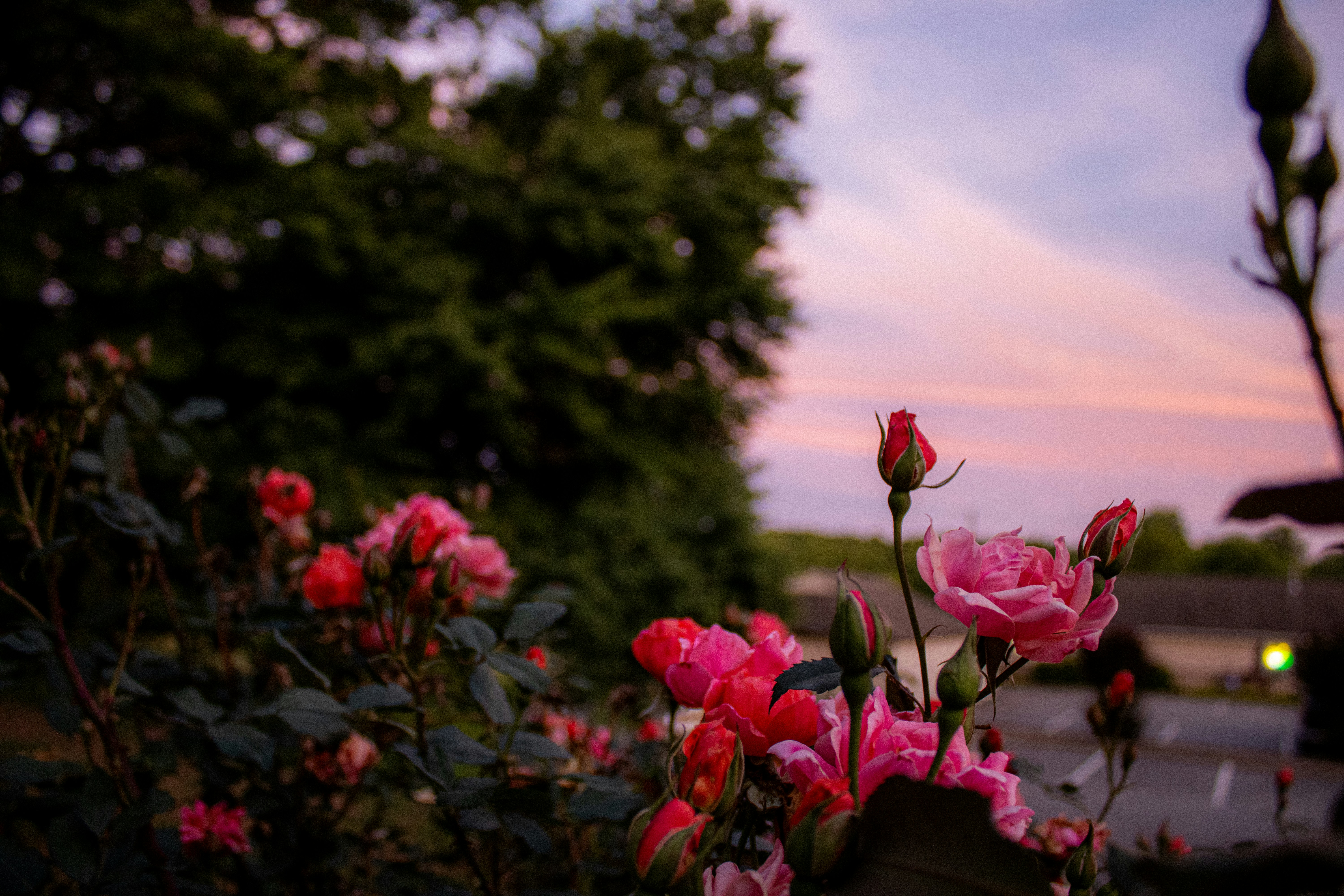 Rosy Horizon: Evening Bloom by the Park Wall