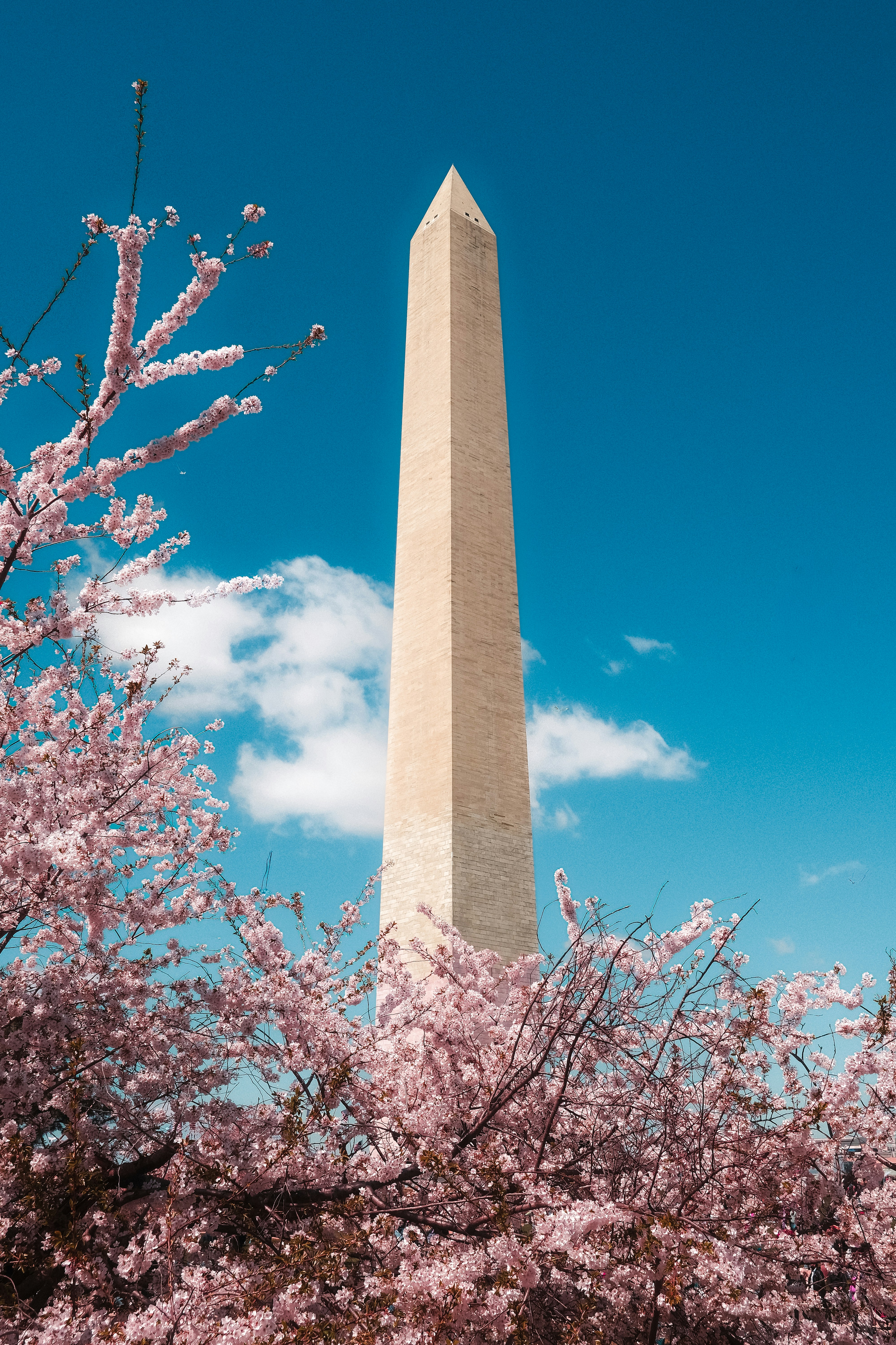 Blossoms Beneath the Obelisk