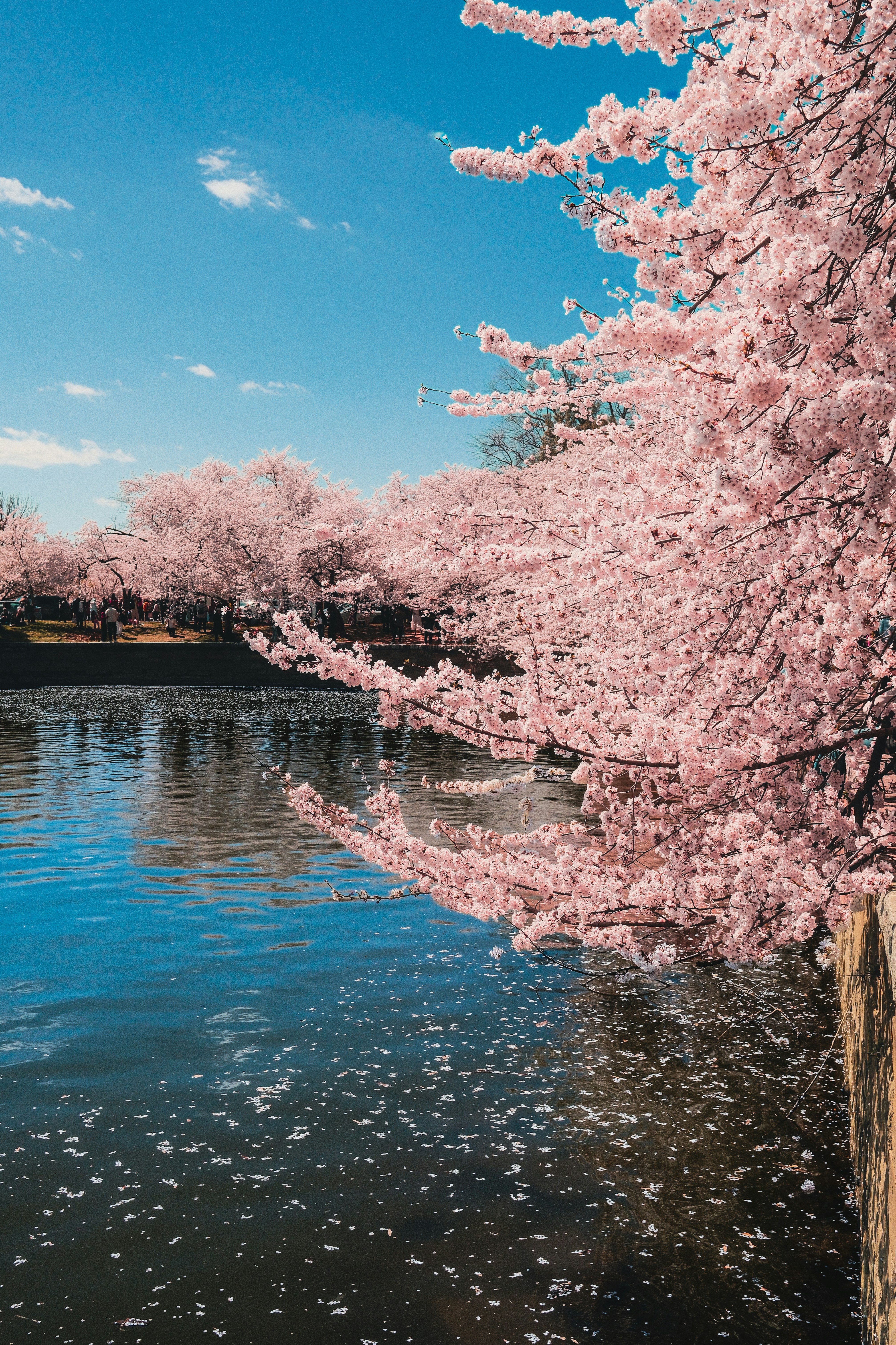 Blossoms Over the Water: A Pink April Along the Riverside