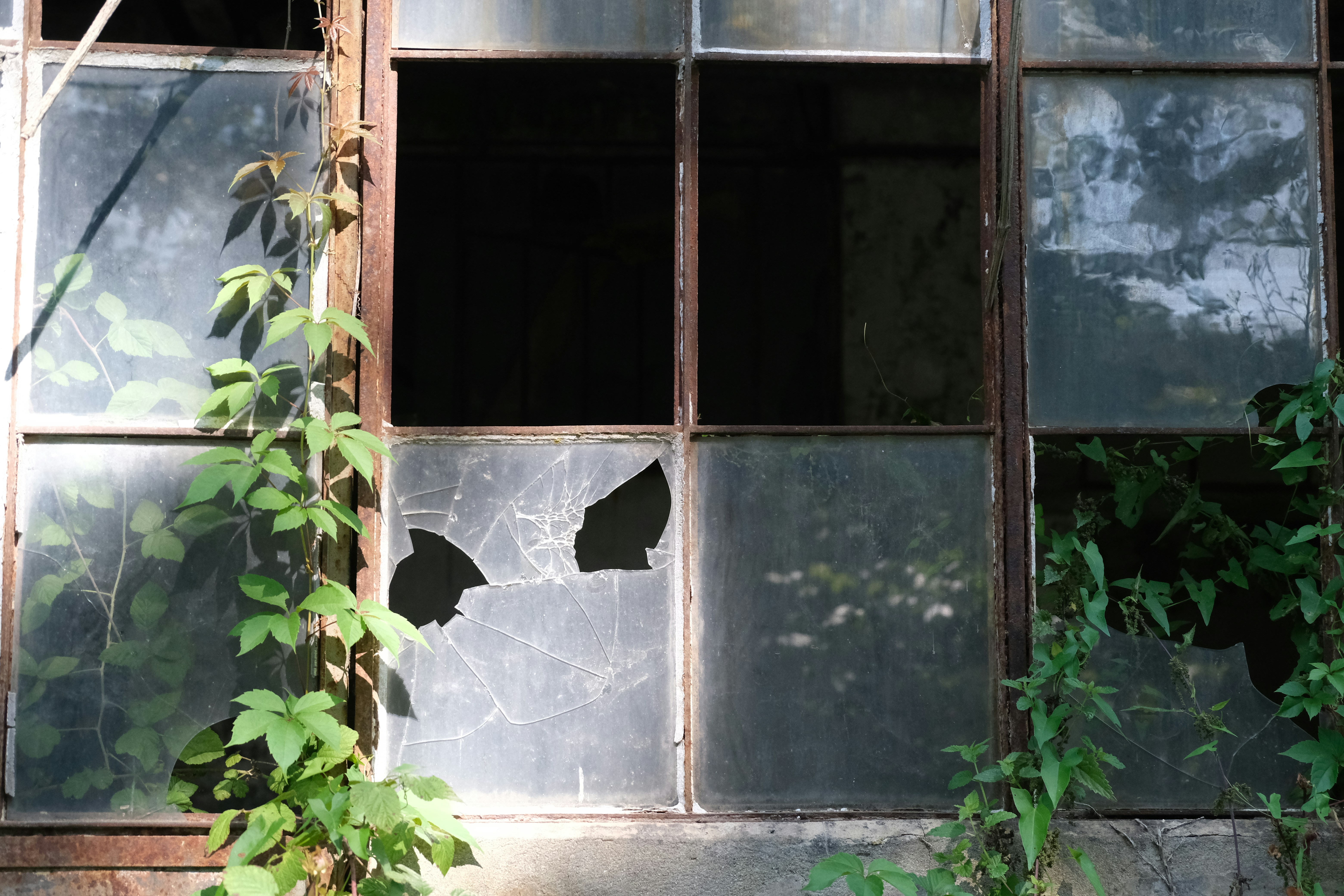 Broken Glass, Green Vines: An Abandoned Window Comes Alive