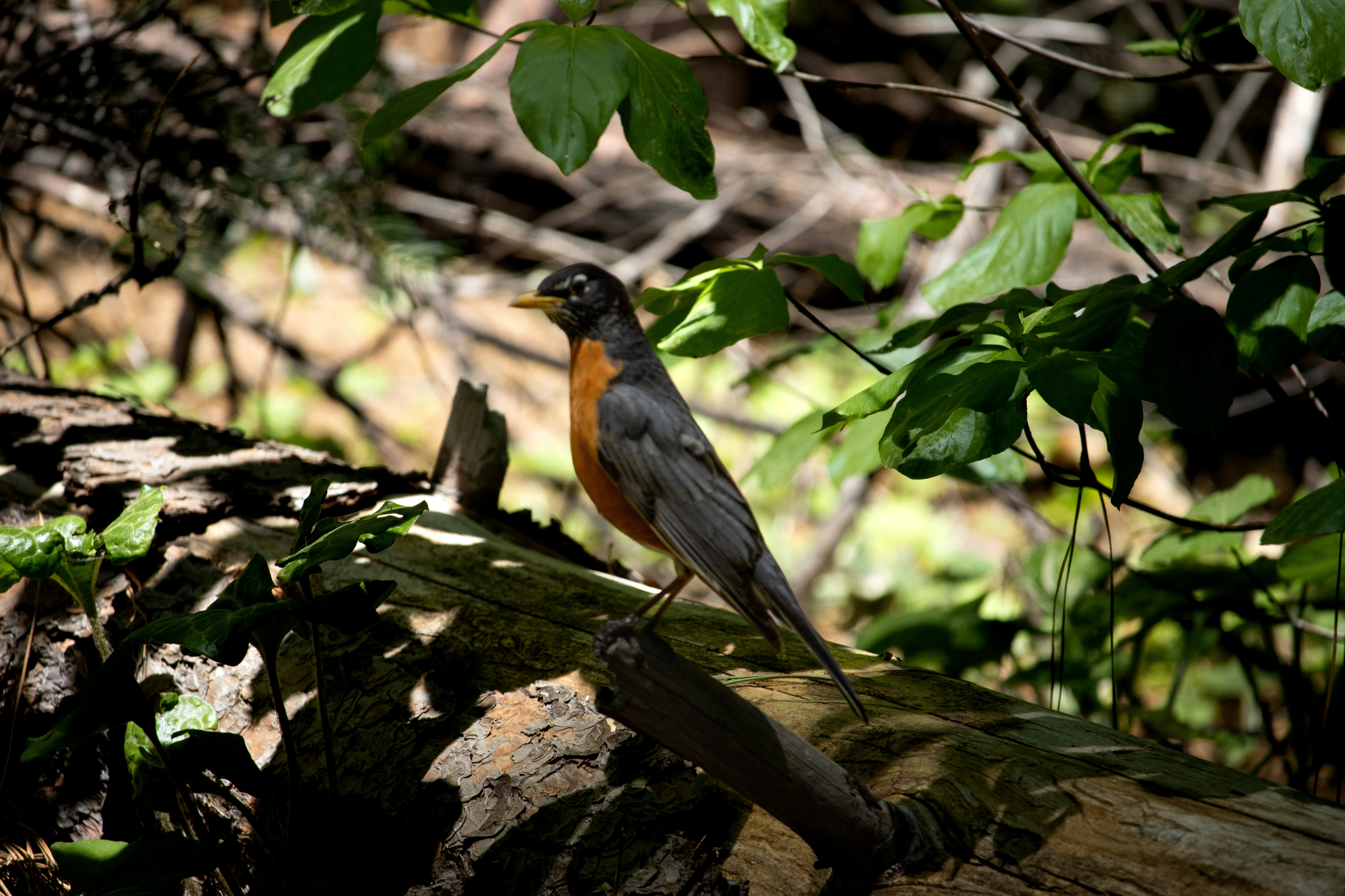 Robin on a sunlit log: a quiet forest moment