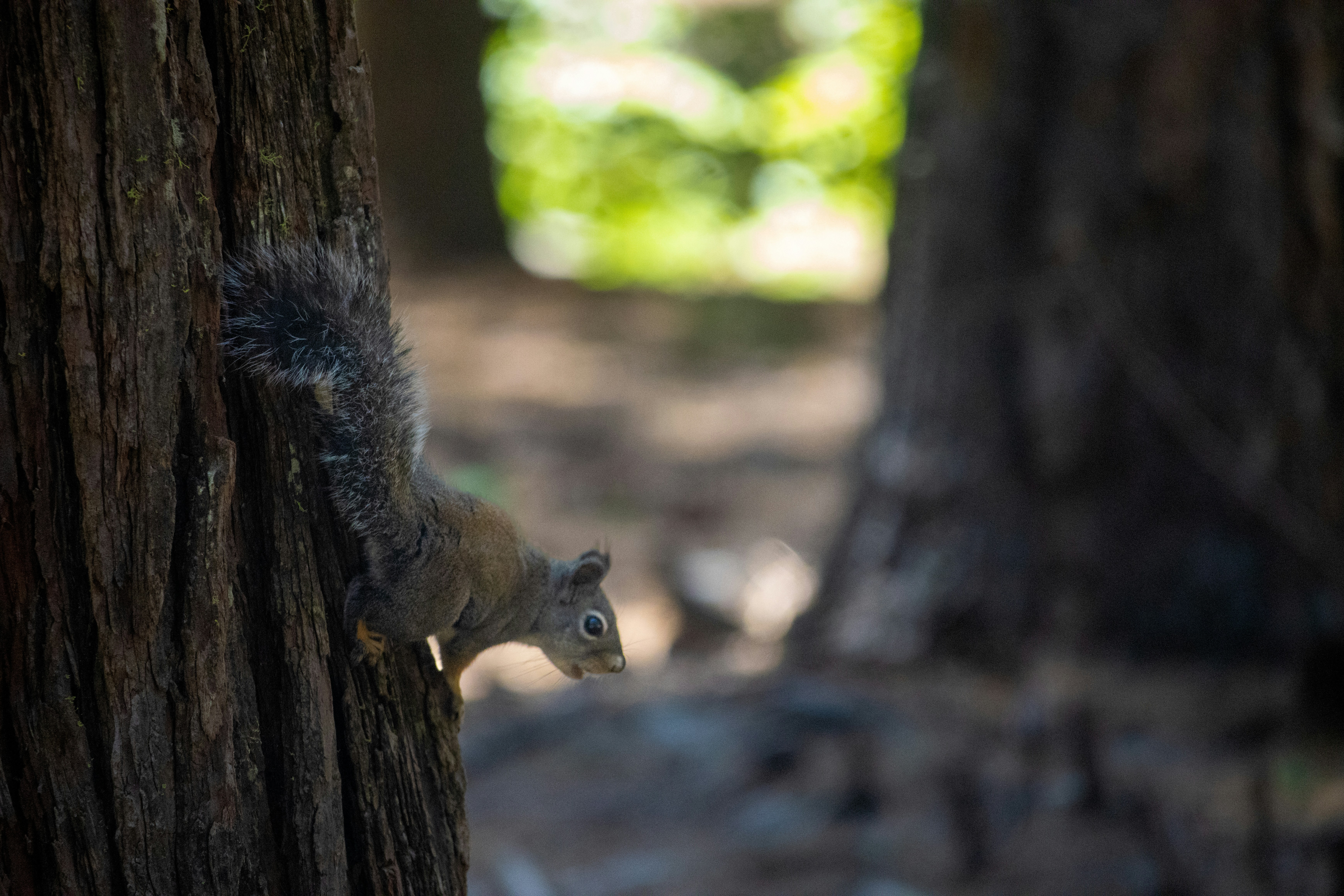 Tiny Acrobat on Bark: A Squirrel's Leap in Dappled Pines