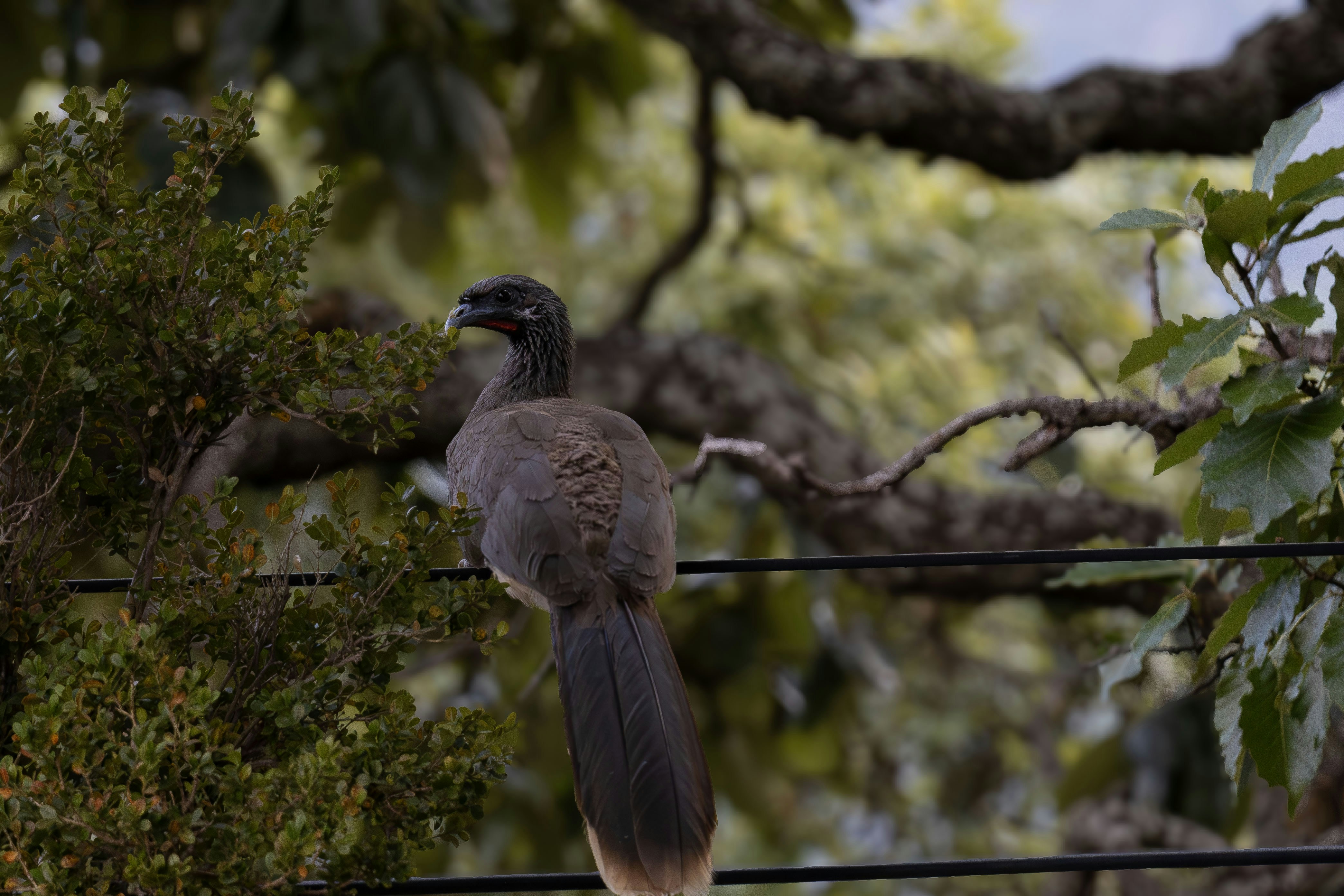 Chorus of Branches: A Scrub Hen Perched in Dappled Shade