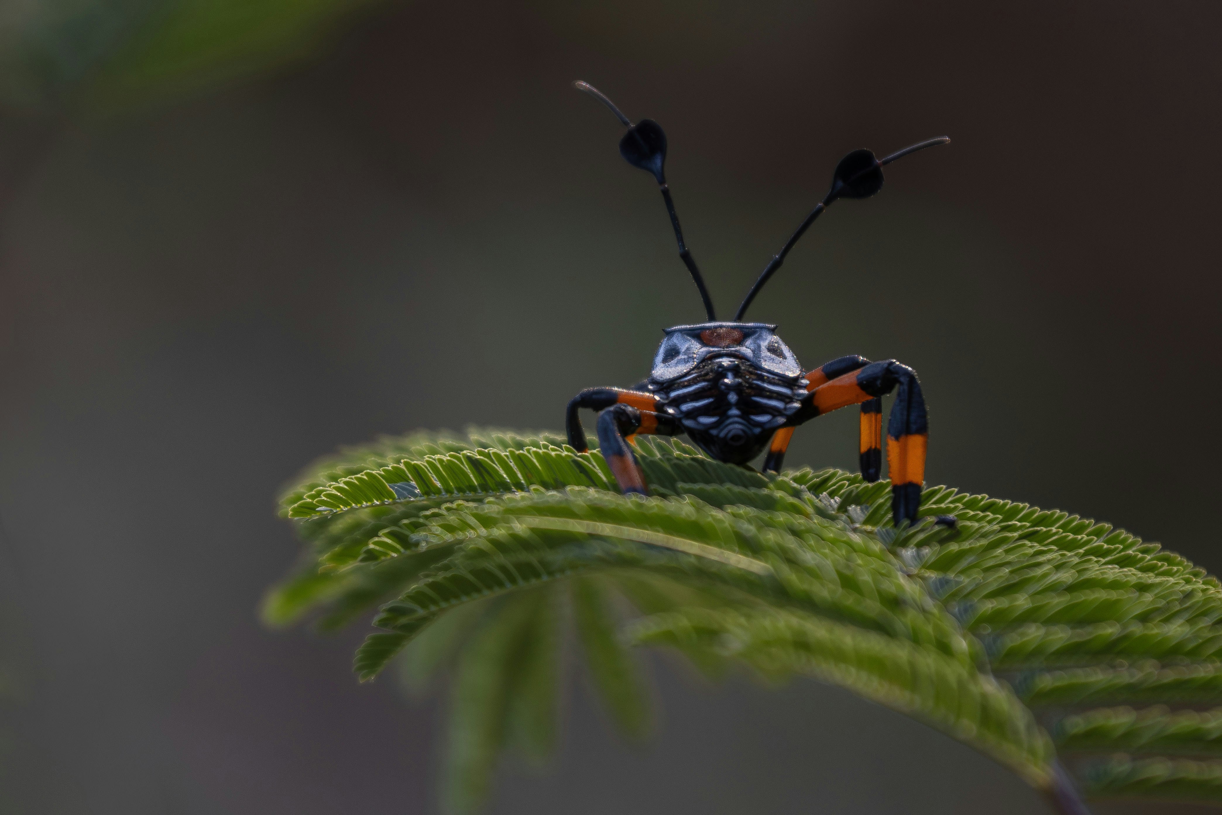Crimson-Striped Shieldbug Perched on Fern Frond