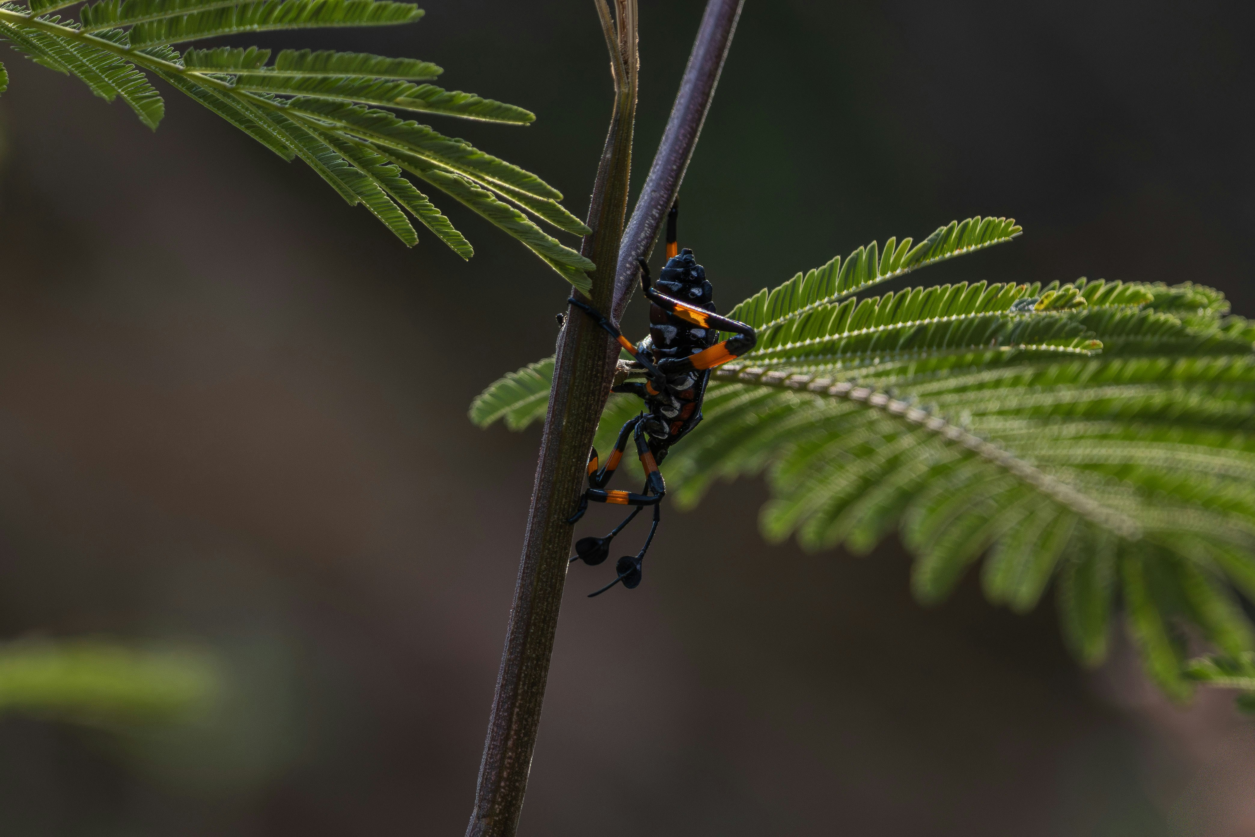 Orange-and-Black Beetle Clinging to a Fern-like Stem