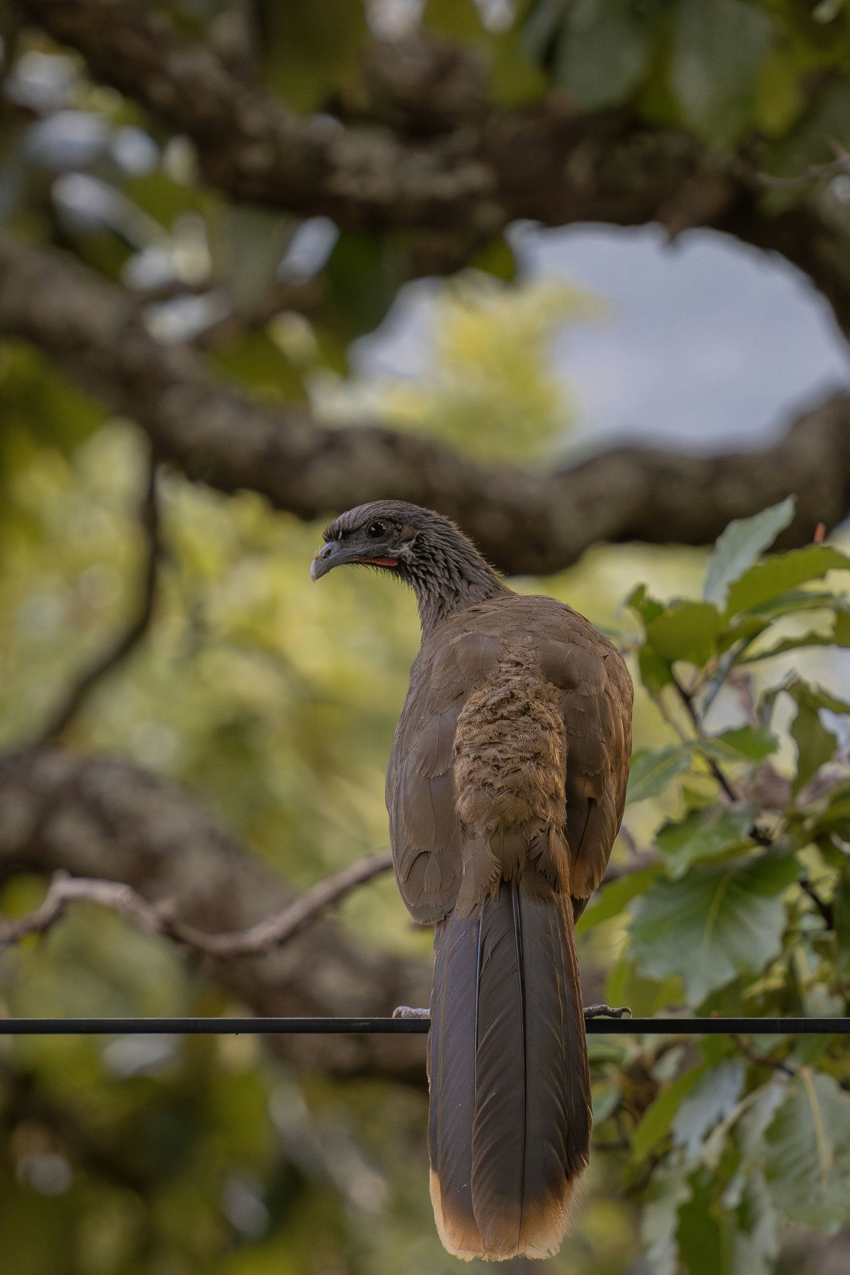 Perched in Quiet Confidence: A Brown Bird Against a Blurred Canopy