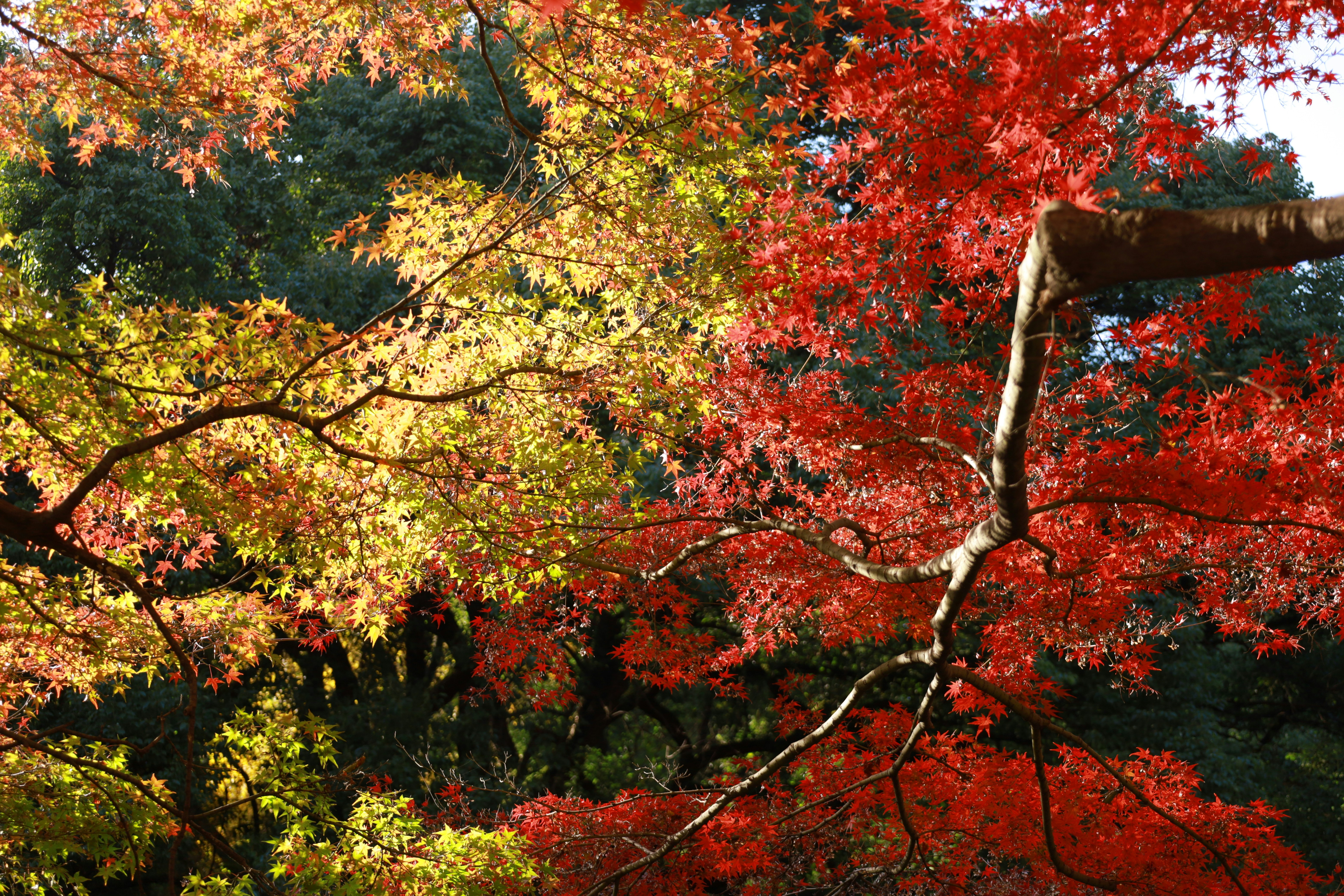 Crimson Canopy: Autumn Light Through Maple Reach