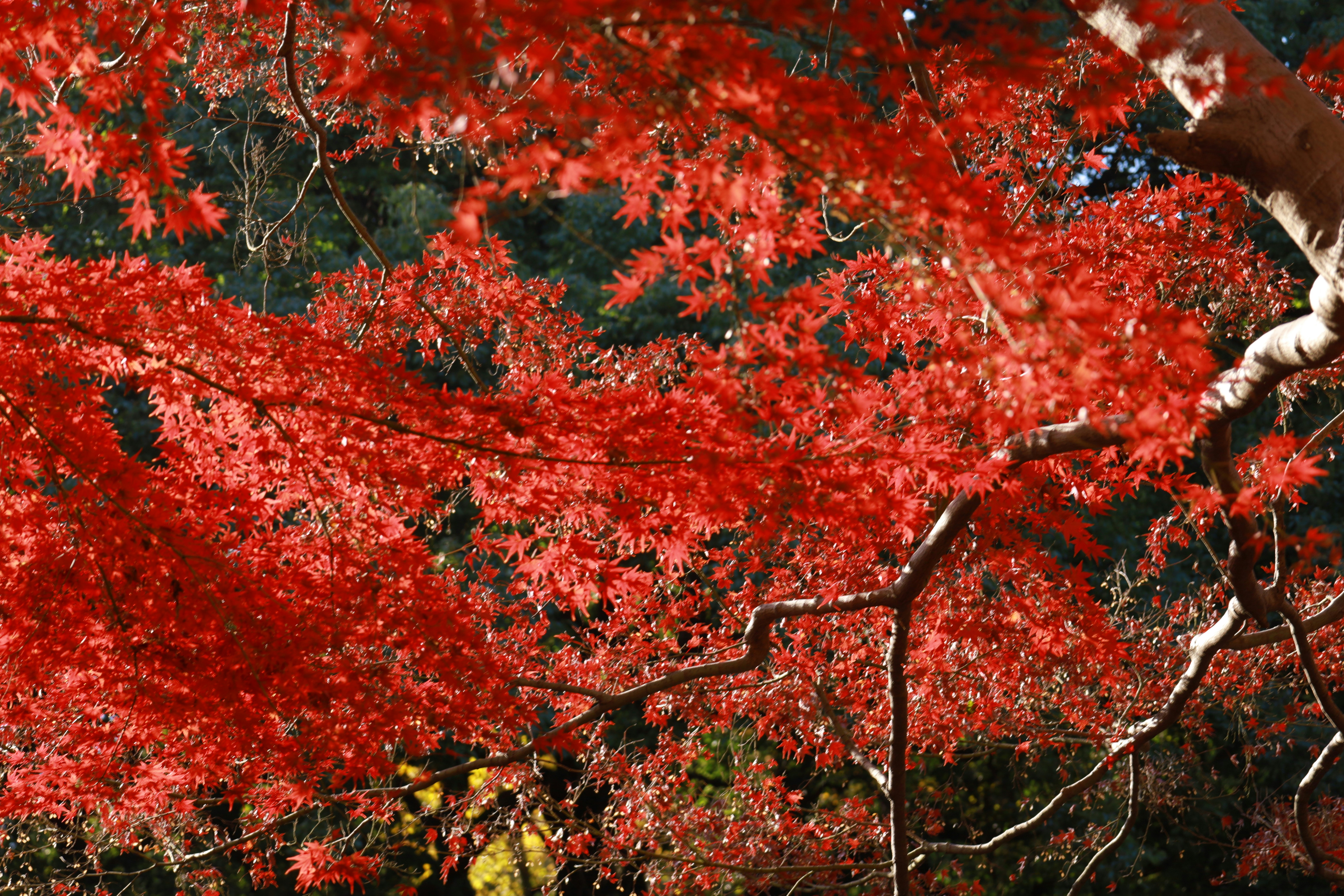 Crimson Canopy: Autumn Leaves Framing a Sunlit Lattice