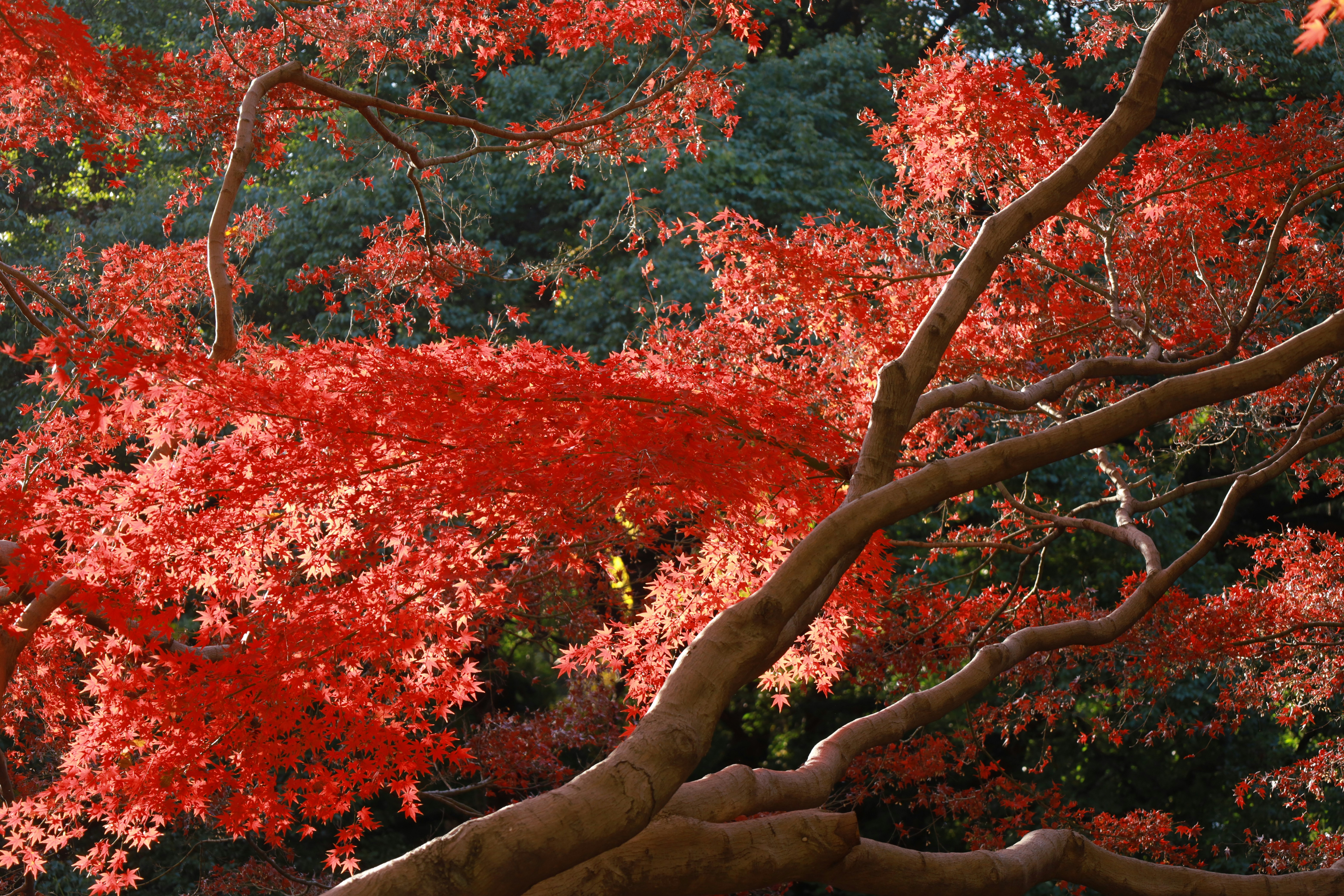 Crimson Canopy: Maple Branches Snaking Through Autumn Light