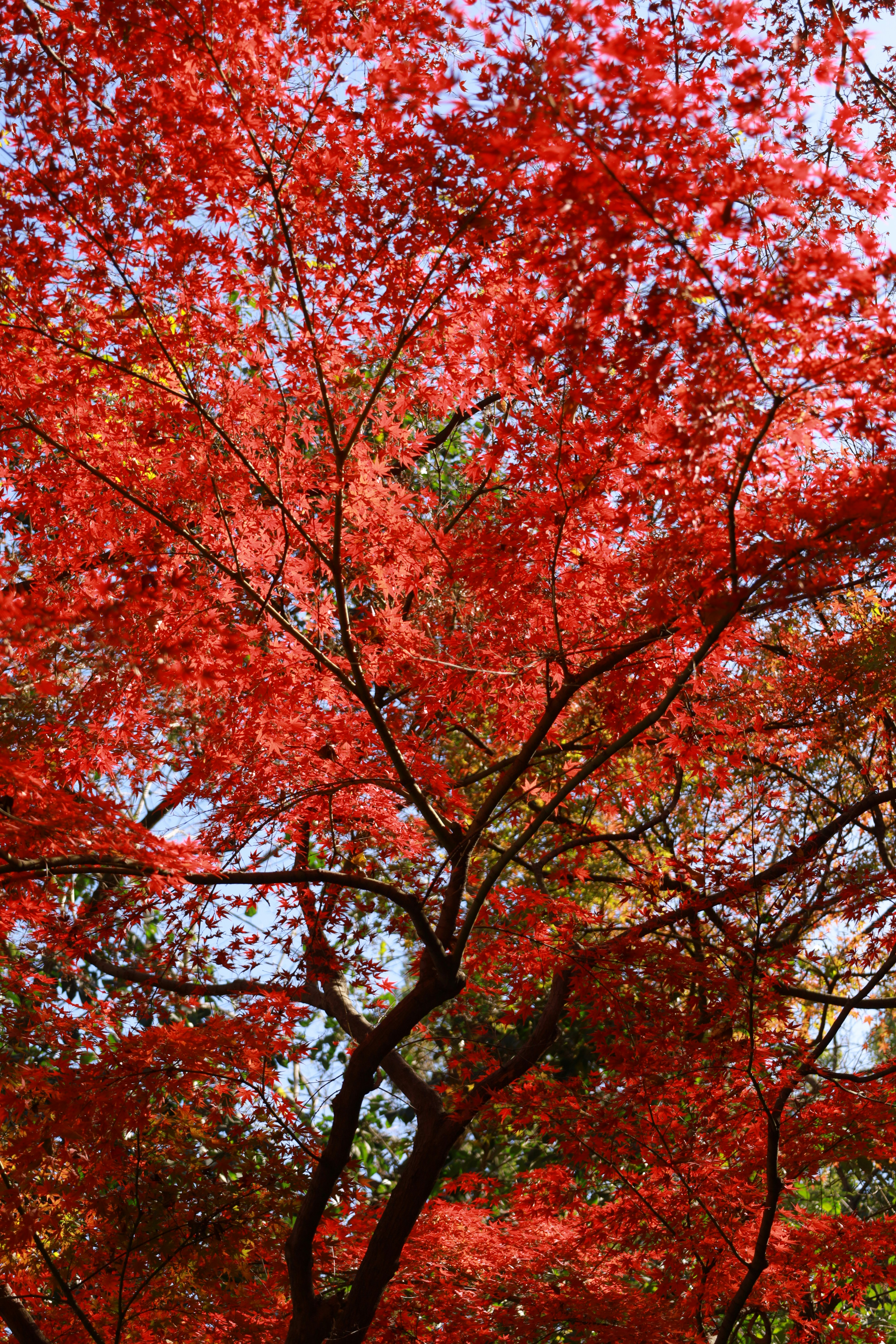 Crimson canopy: a maple blaze against a pale sky