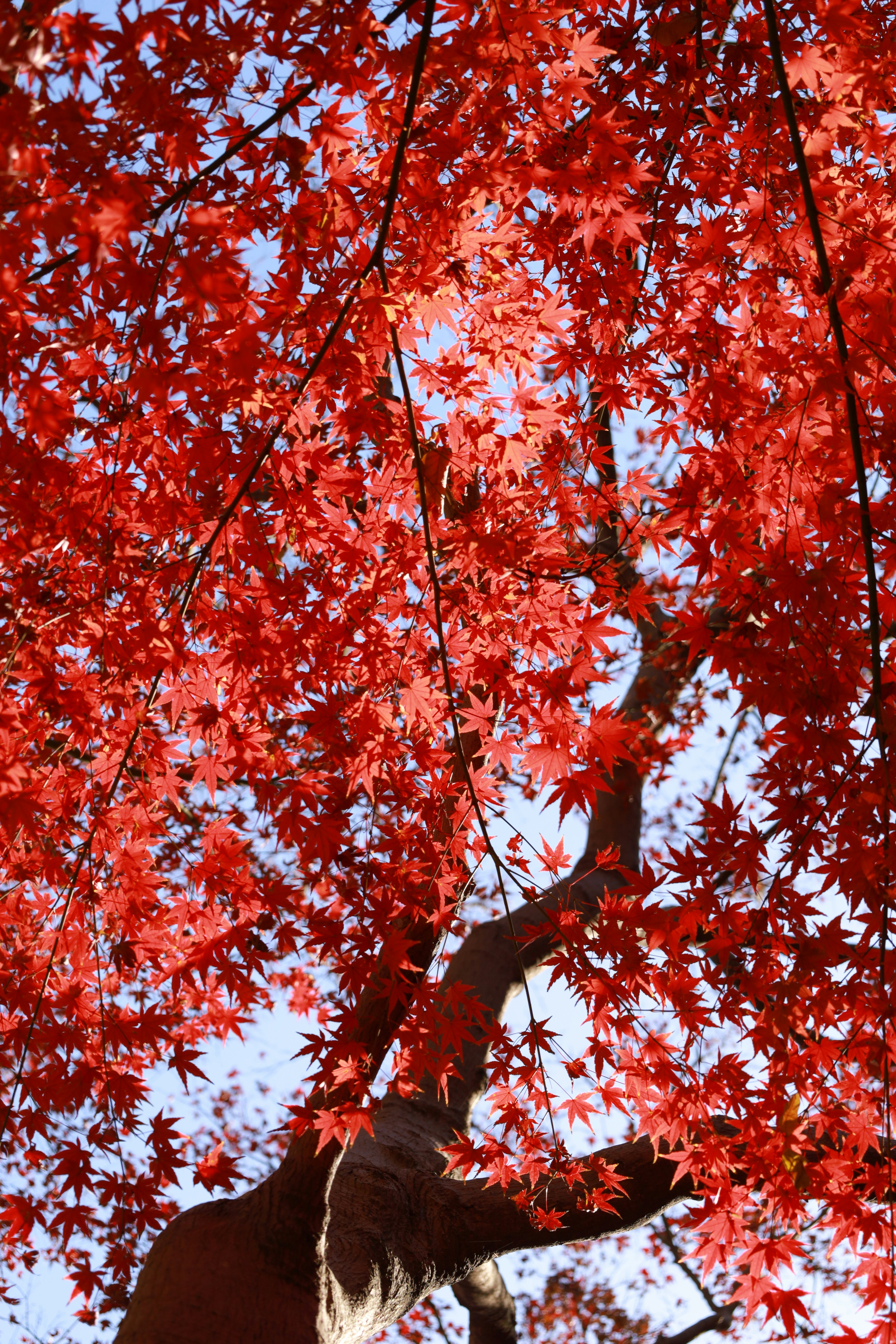Crimson Maple Veil: A Canopy of Autumn Fire