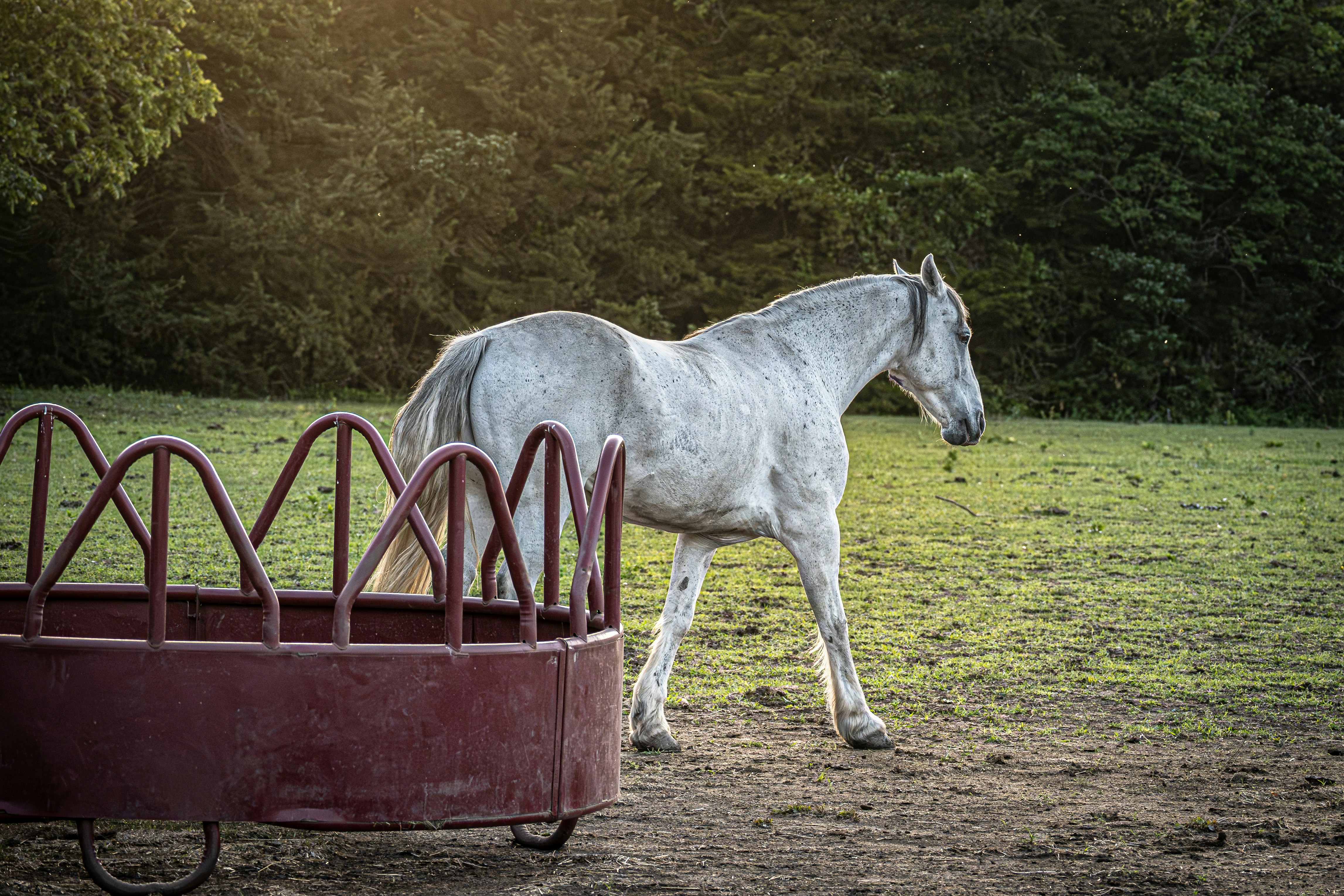 Grey horse stepping away from a red feeding cart in a sun-dappled field