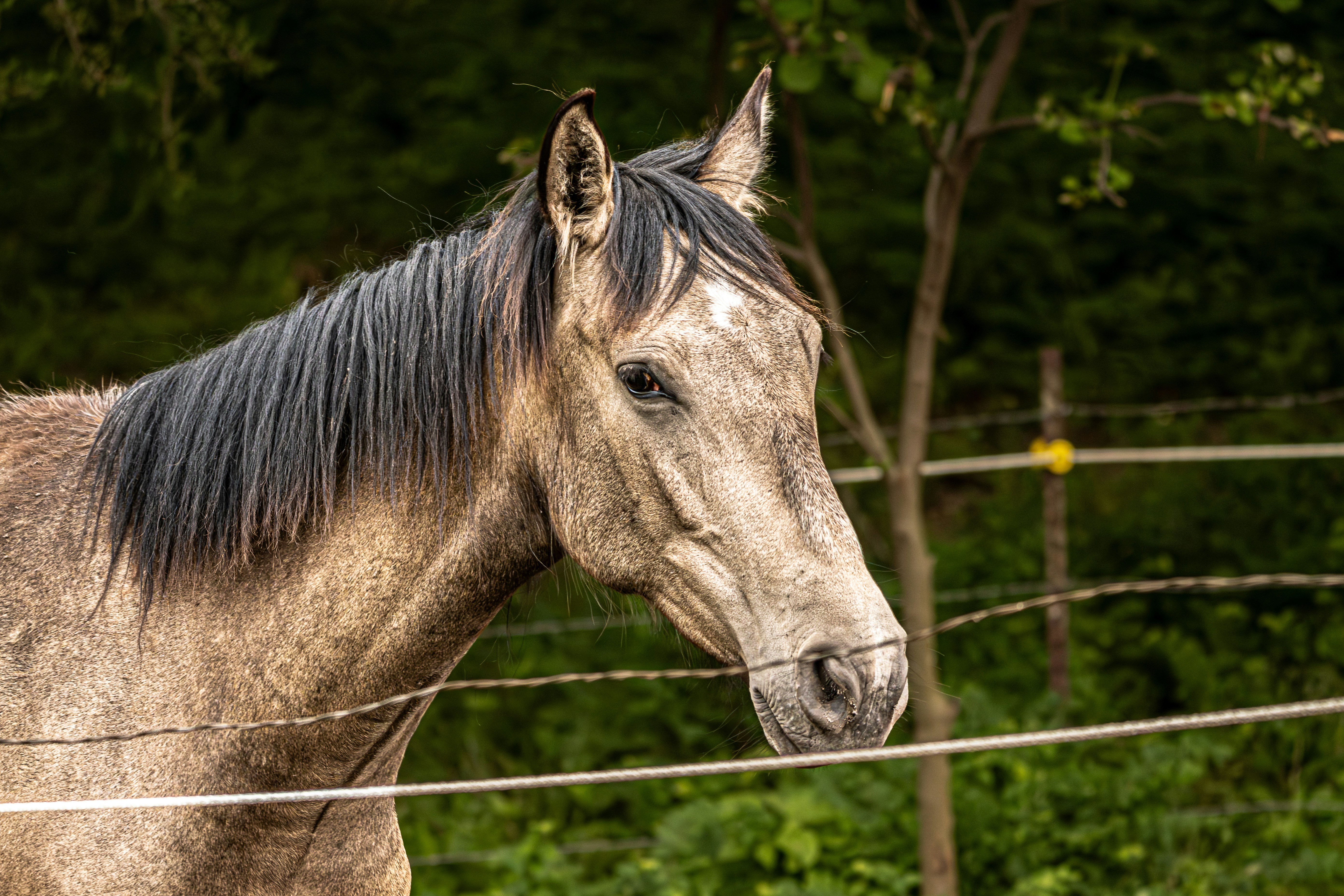 Gentle Gaze: A Quiet Moment with the Grey Horse