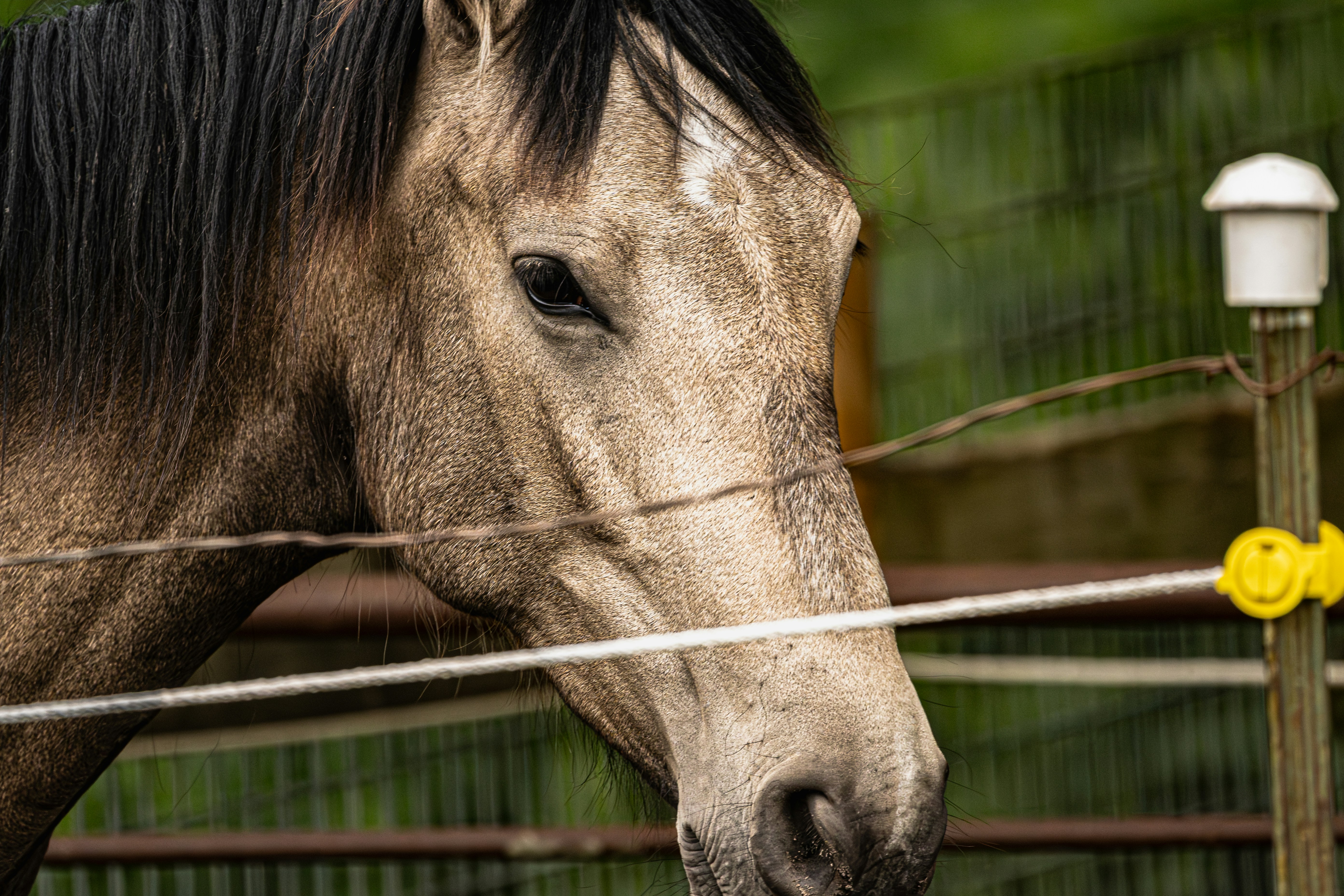 Close-up Whisper: A Horse's Quiet Gaze Over Rustic Fence