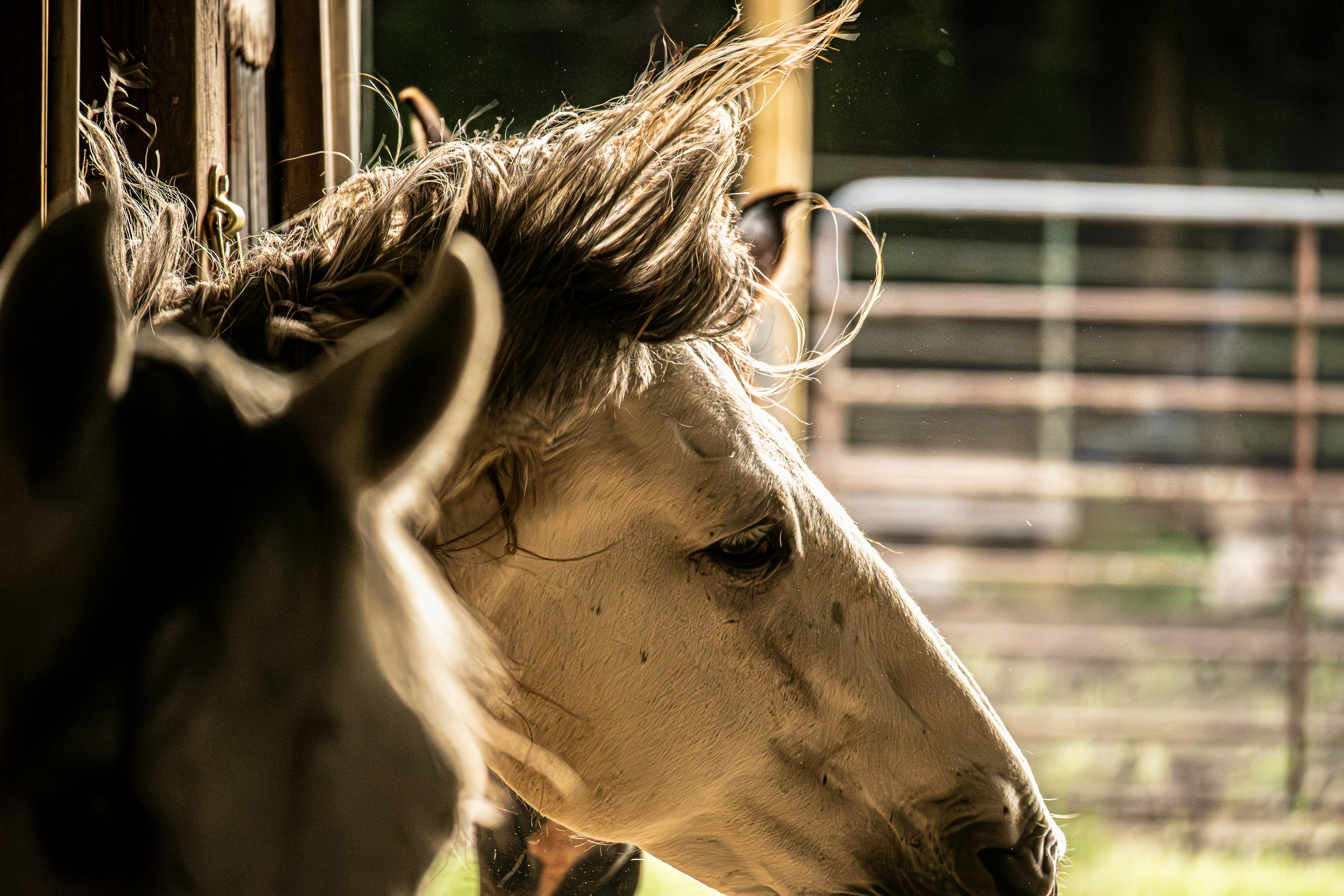 Sunlit Mane: Close Portrait of a Horse in Stables