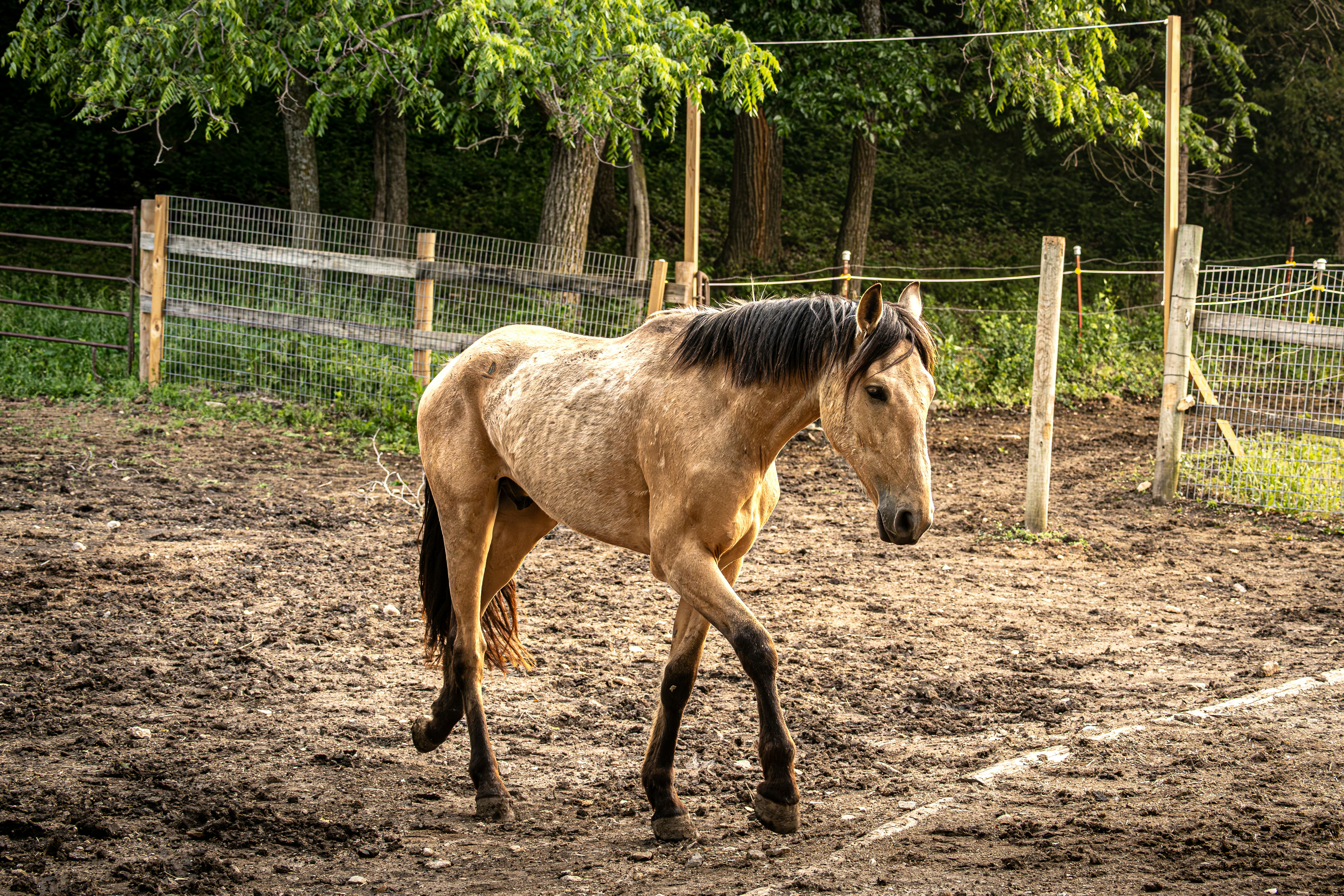Lonely stride: a horse circles the dirt arena at dusk