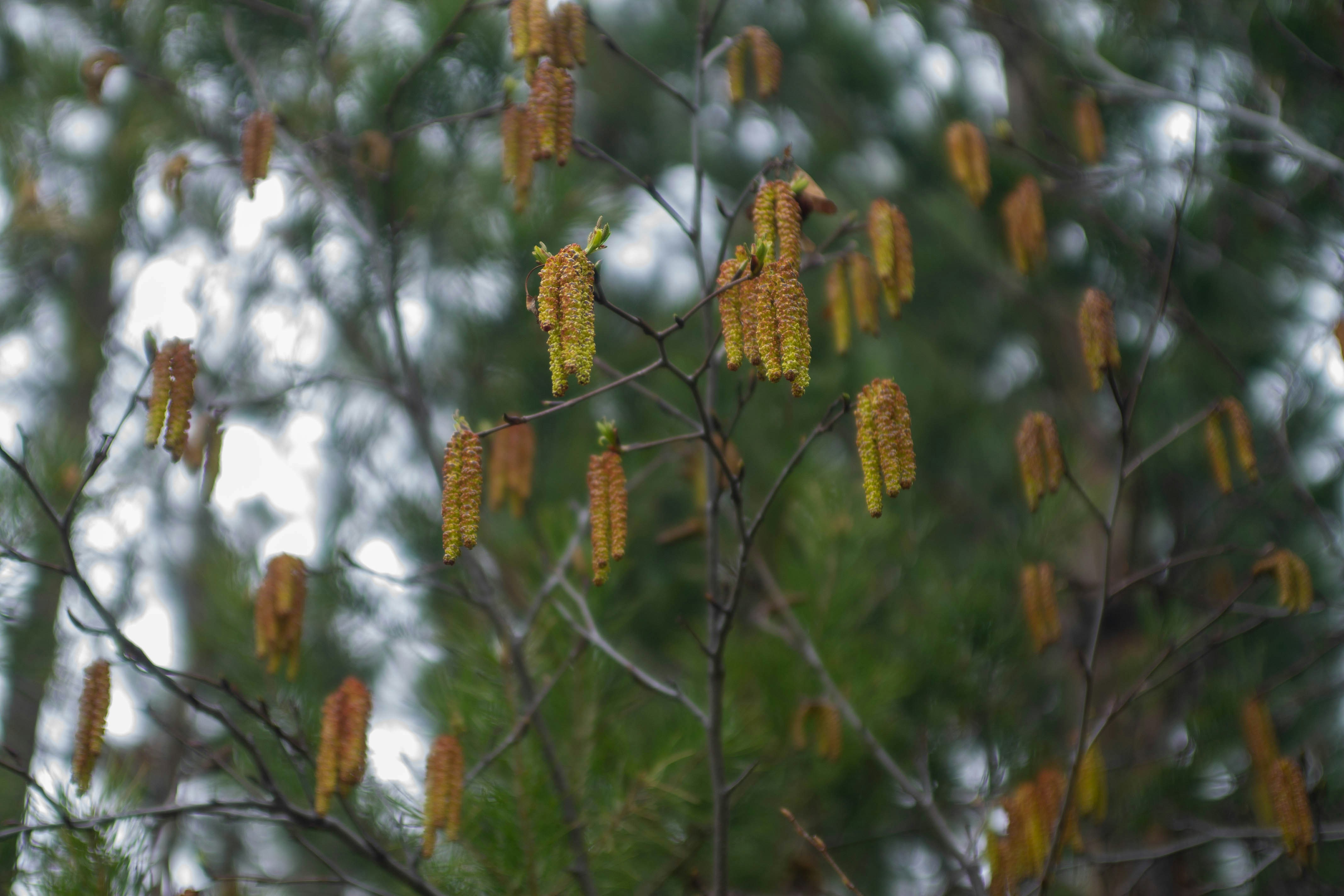 Amber catkins in winter hush