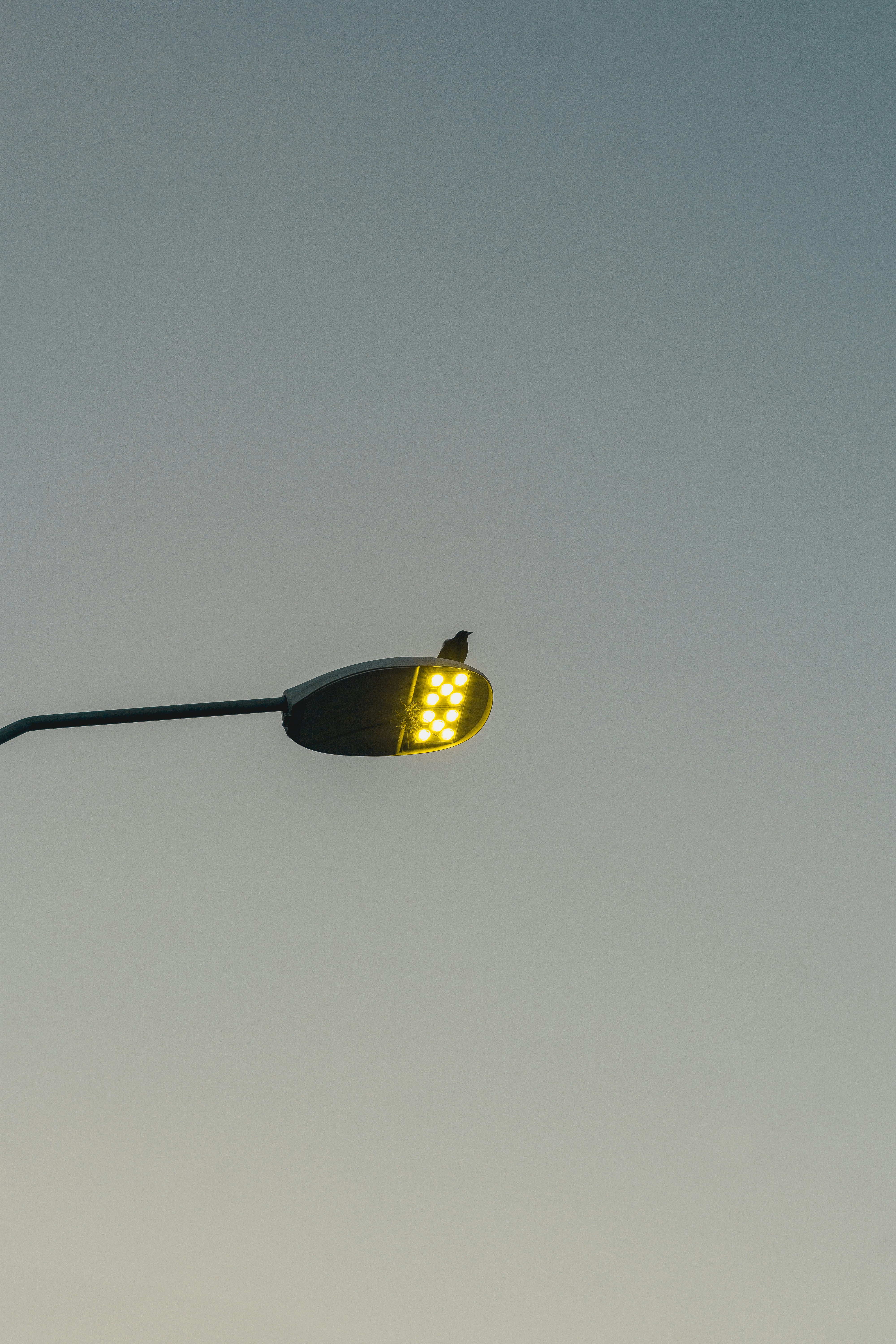 Harbinger of Dusk: The Streetlight with a Quiet Bird