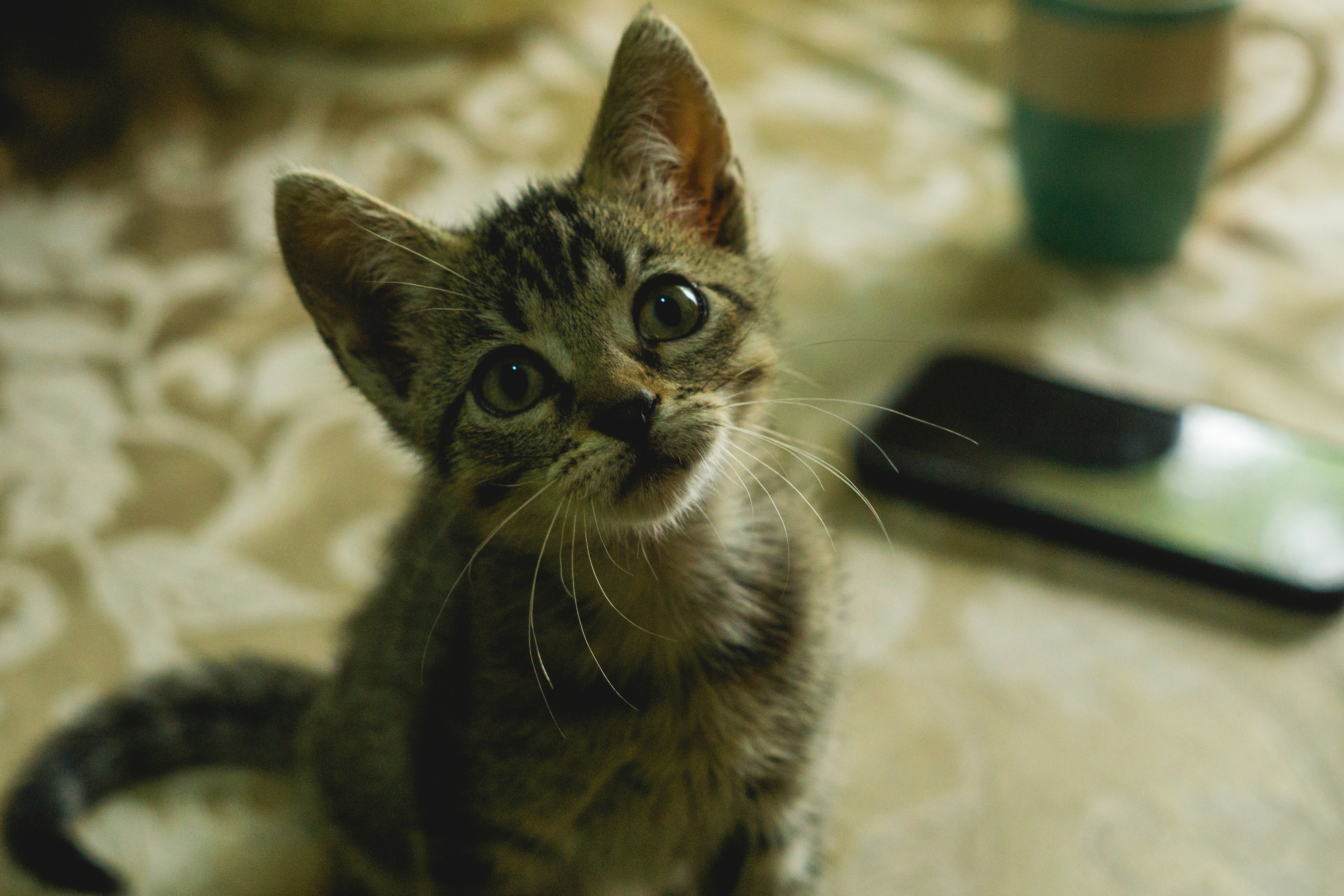 Curious Kitten on a Cozy Evening Surface