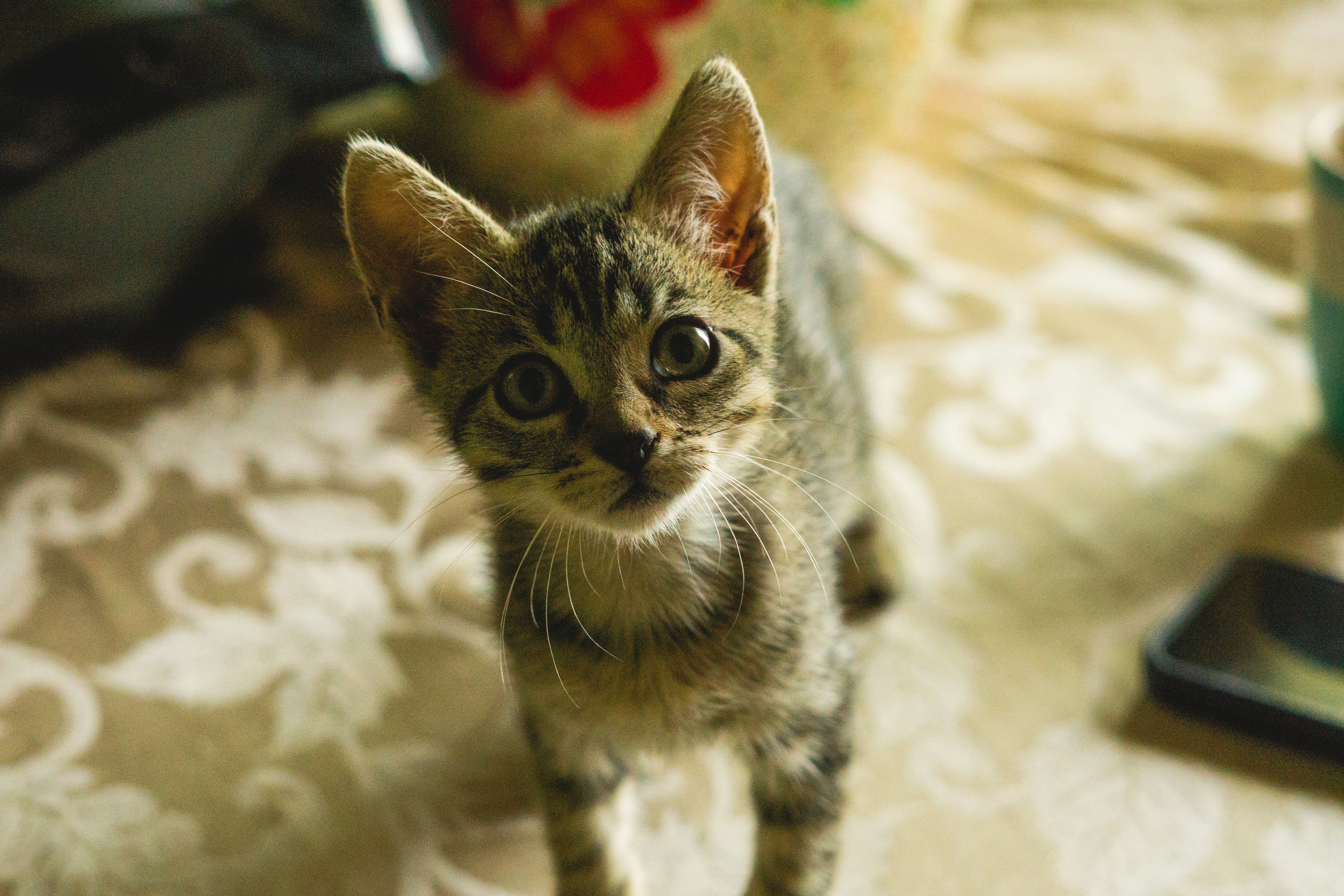 Curious Kitten Sets Its Gaze on the Lens